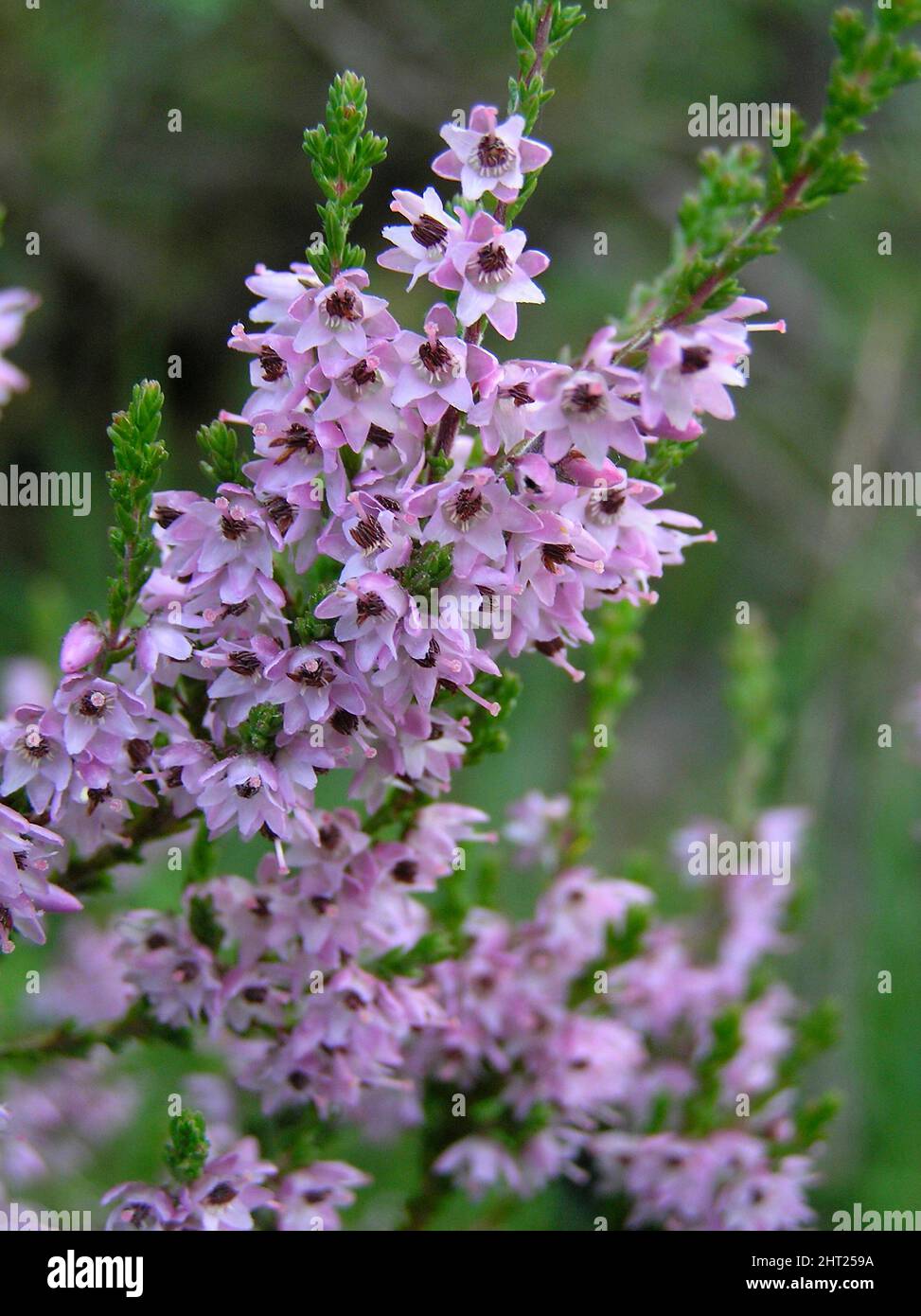 Heather plants hi-res stock photography and images - Alamy
