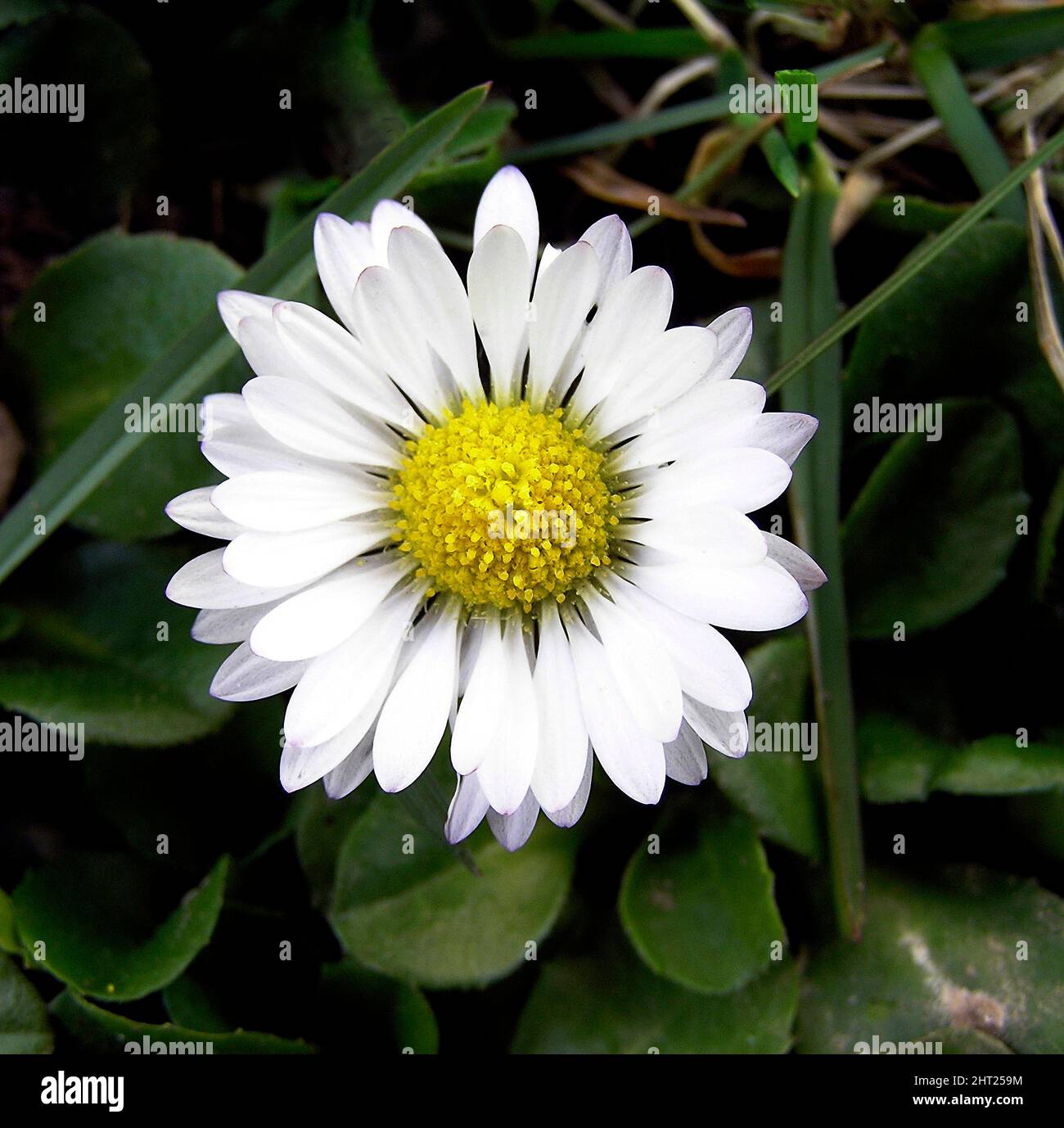 Bellis perennial daisies hi-res stock photography and images - Alamy