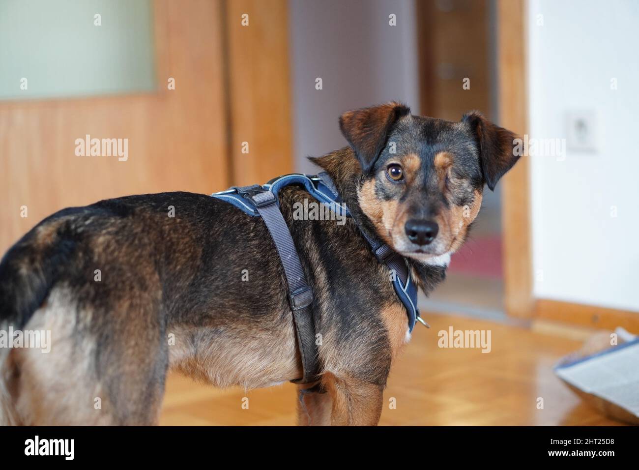 One eyed dog hi-res stock photography and images - Alamy