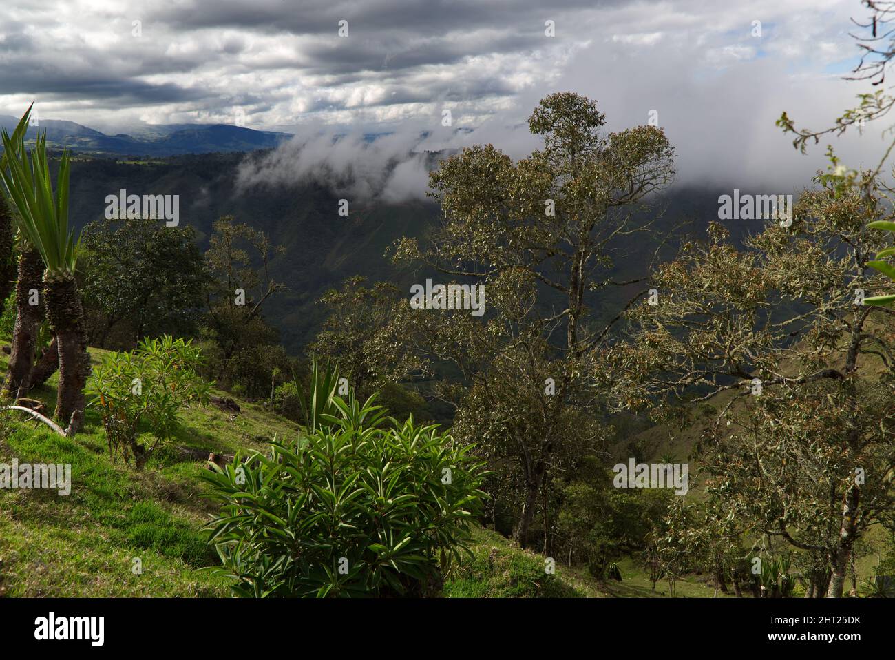 Typical vegetation of the area near Popayan, Colombia Stock Photo - Alamy