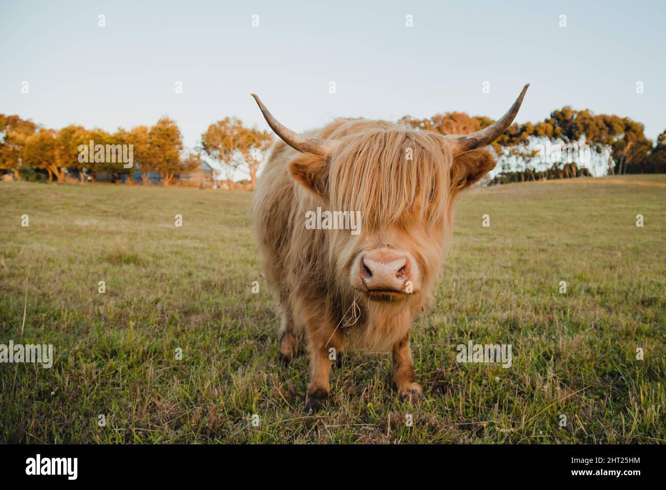 Beautiful furry highland cow on a rural meadow Stock Photo - Alamy