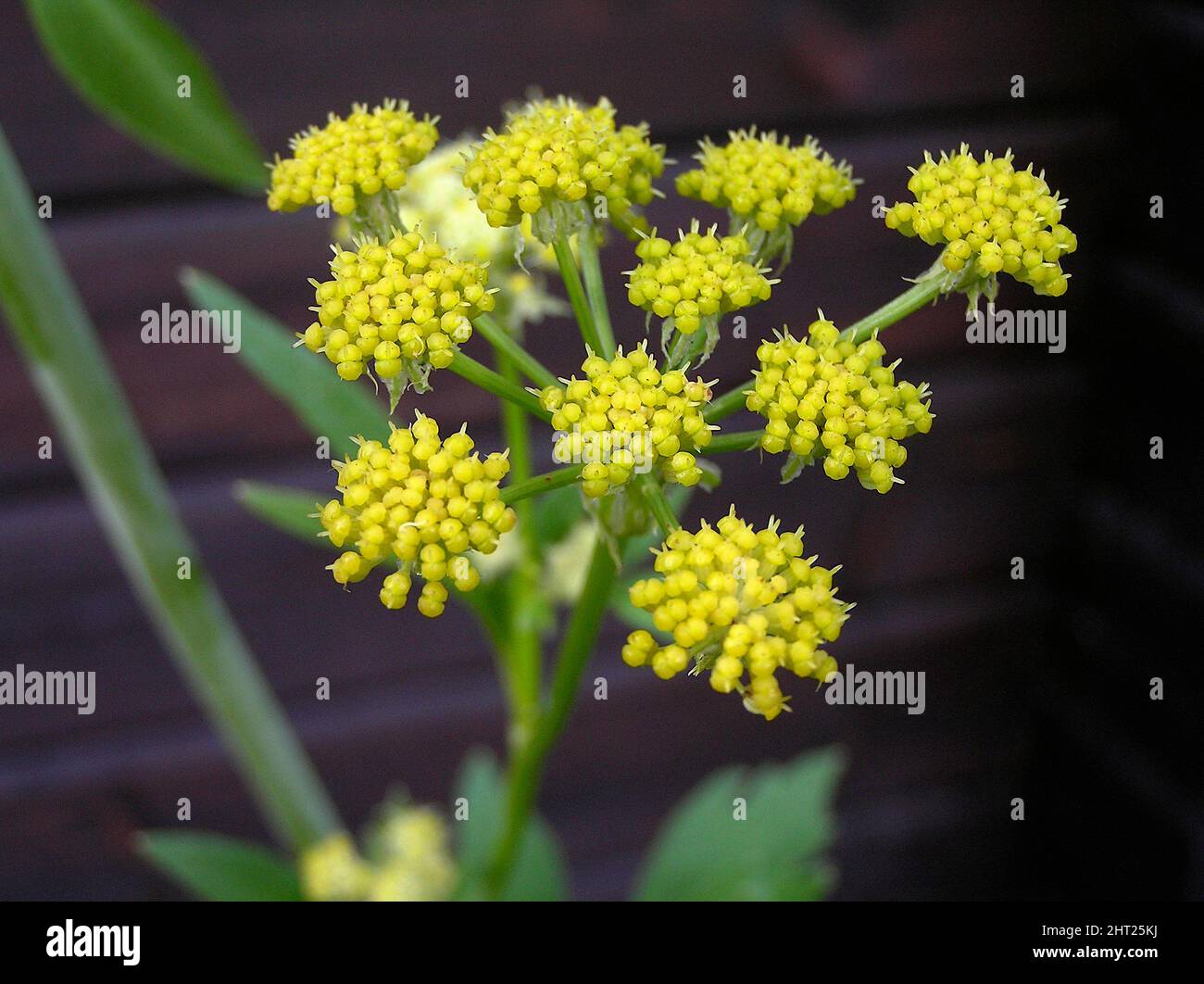 Levisticum officinale hi-res stock photography and images - Alamy