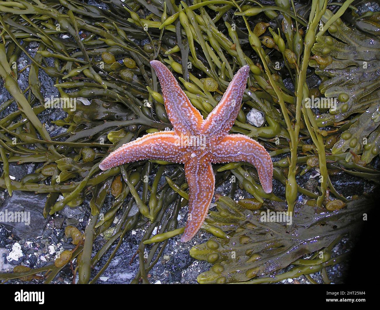 Starfish seaweed hi-res stock photography and images - Alamy