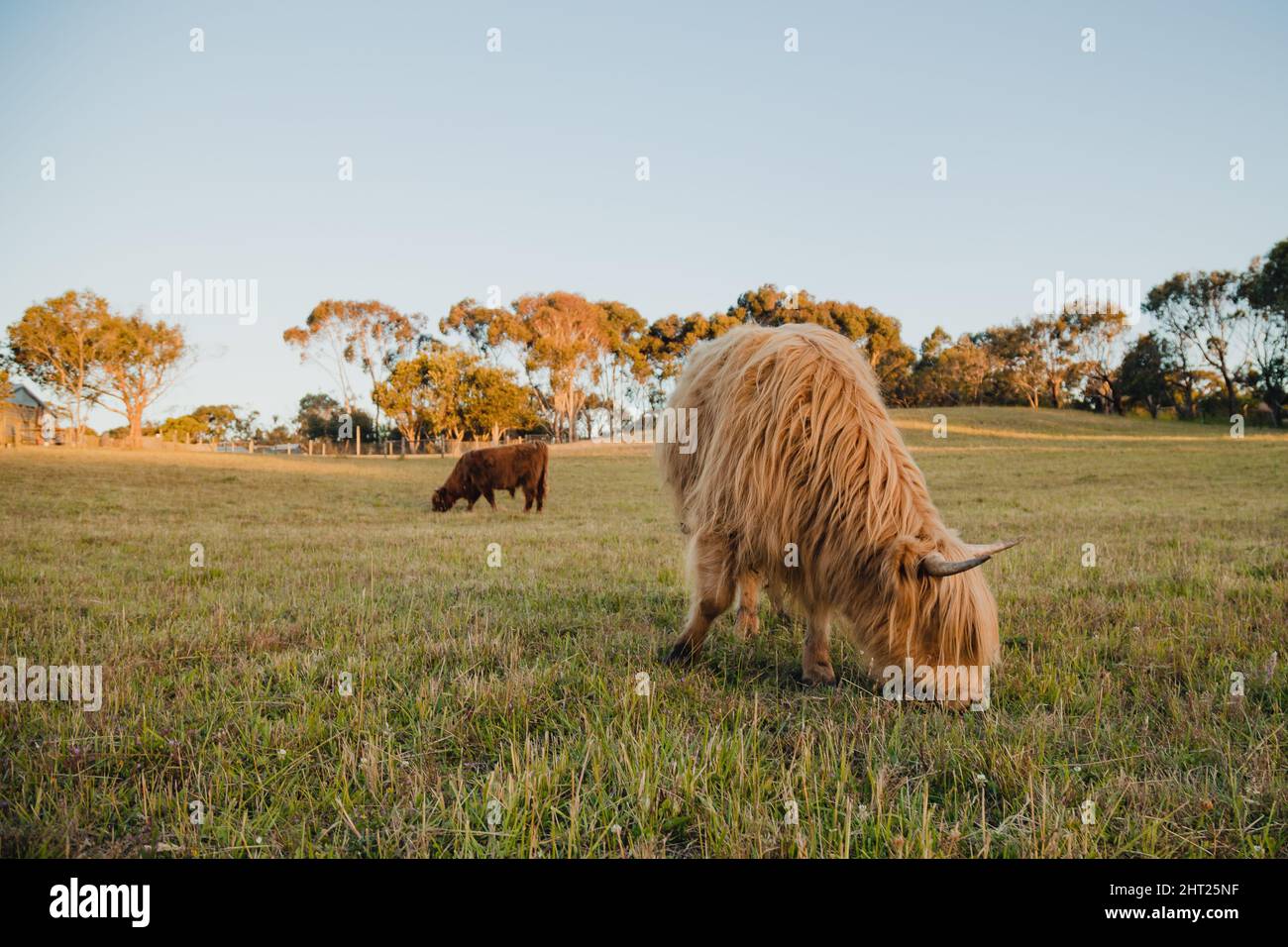 Group of furry highland cattle grazing on a field Stock Photo - Alamy
