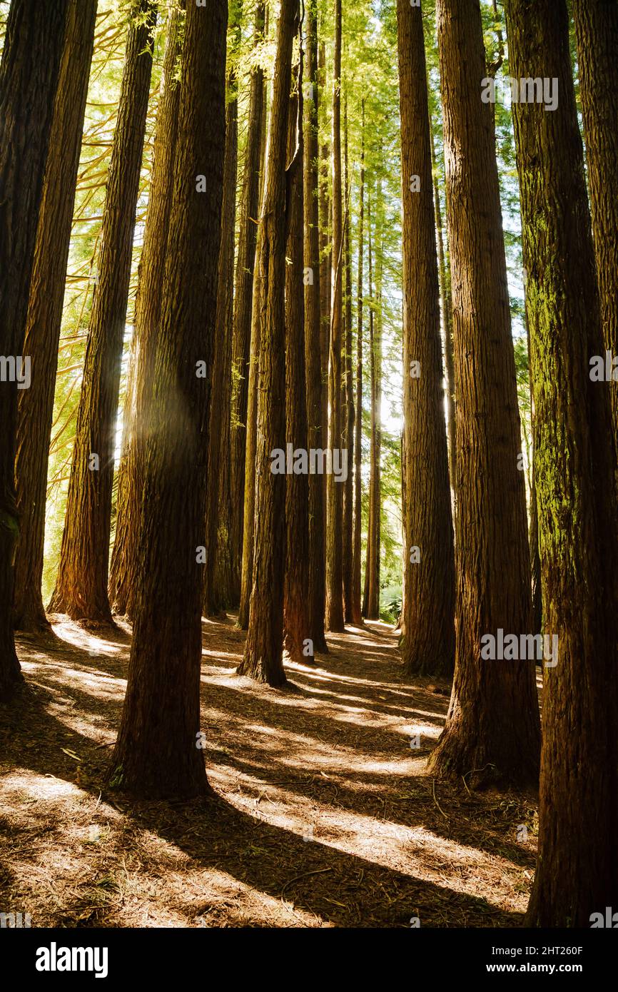 Vertical shot of the Californian Redwood Forest in the Otways National ...
