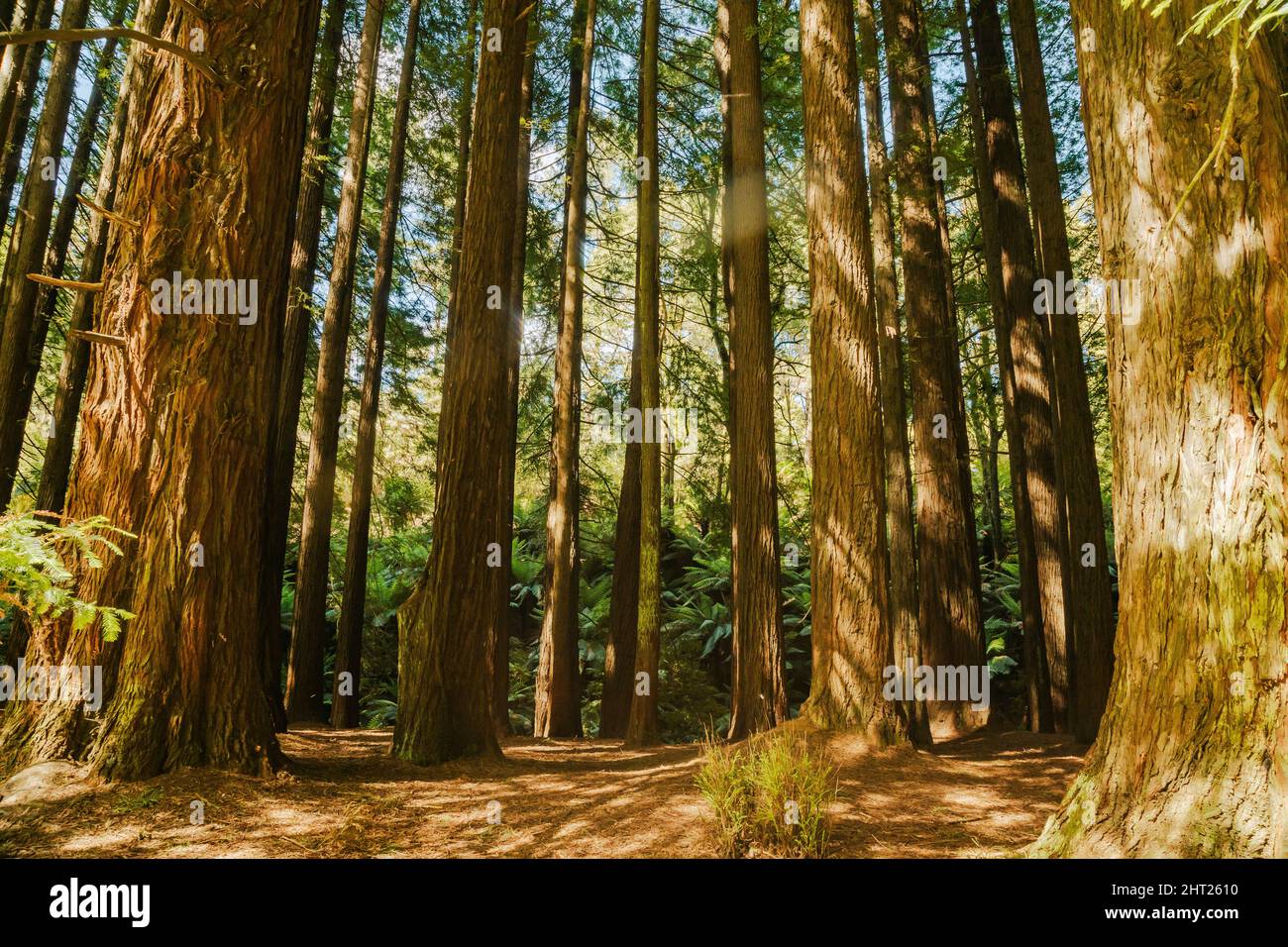 Californian Redwood Forest in the Otways National Park, Victoria Stock ...