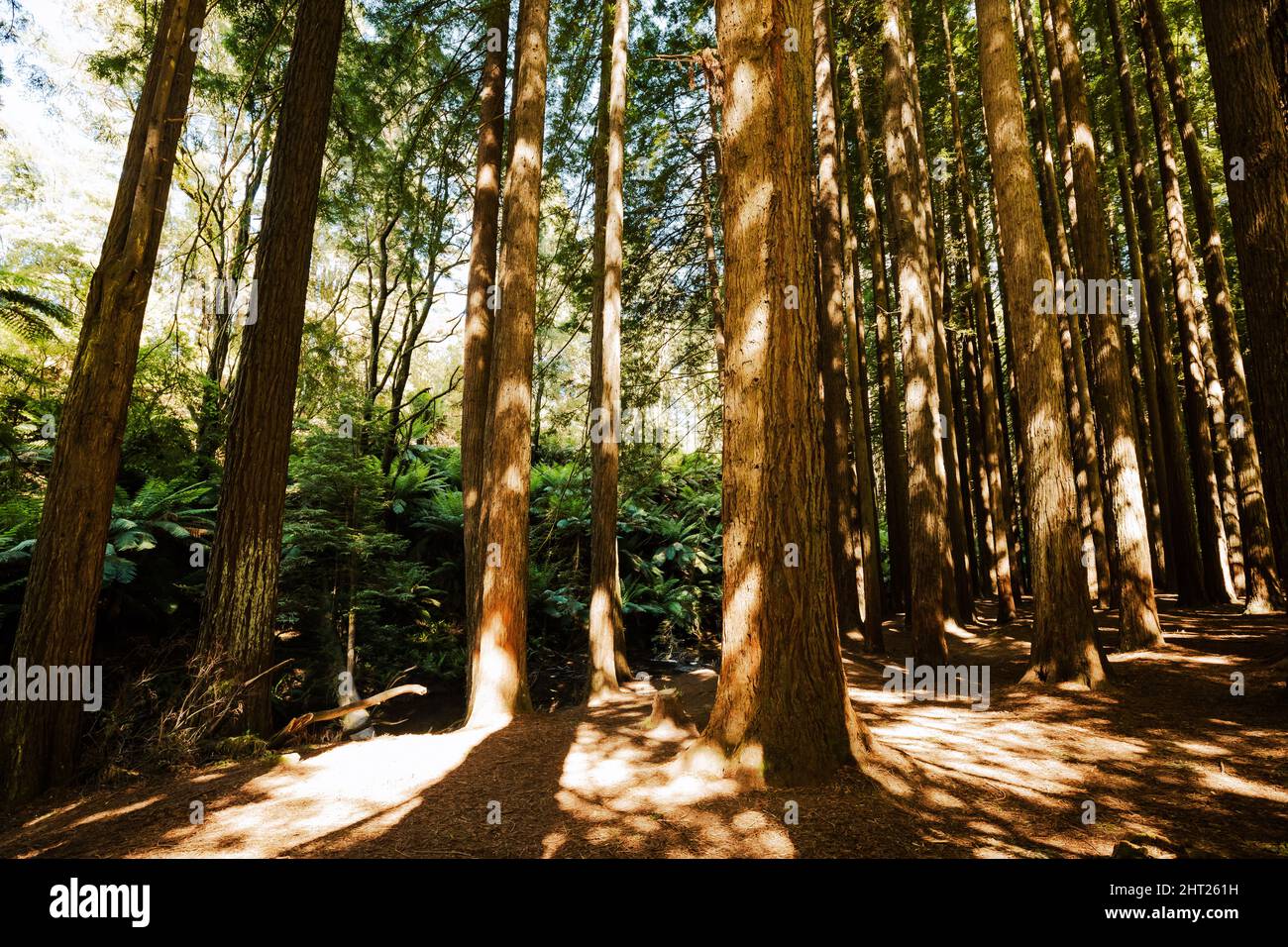 The Californian Redwood Forest in the Otways National Park, Victoria ...
