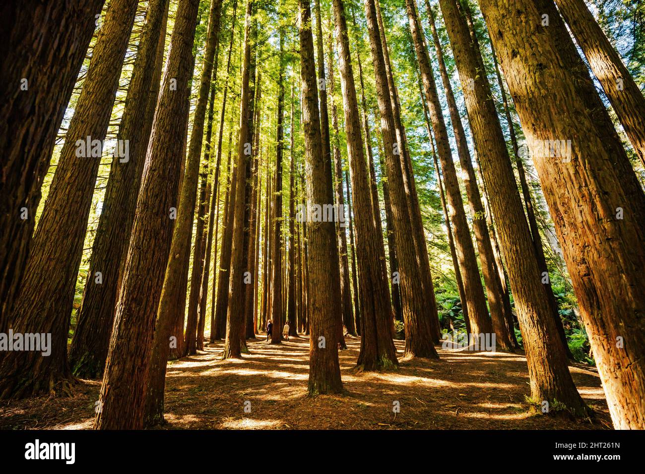 Californian Redwood Forest in the Otways National Park, Victoria Stock ...
