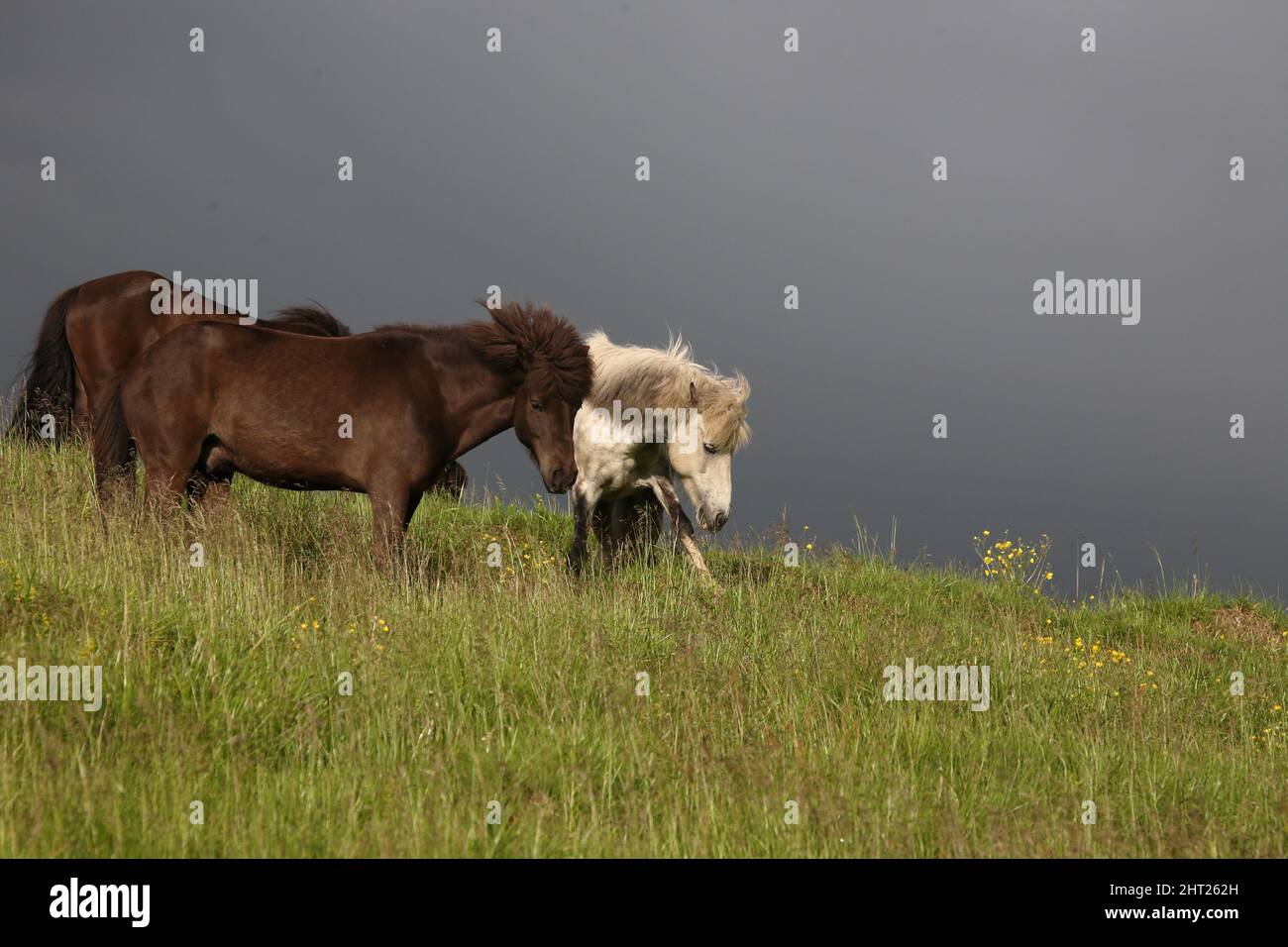 Islandpferd / Icelandic horse / Equus ferus caballus Stock Photo - Alamy