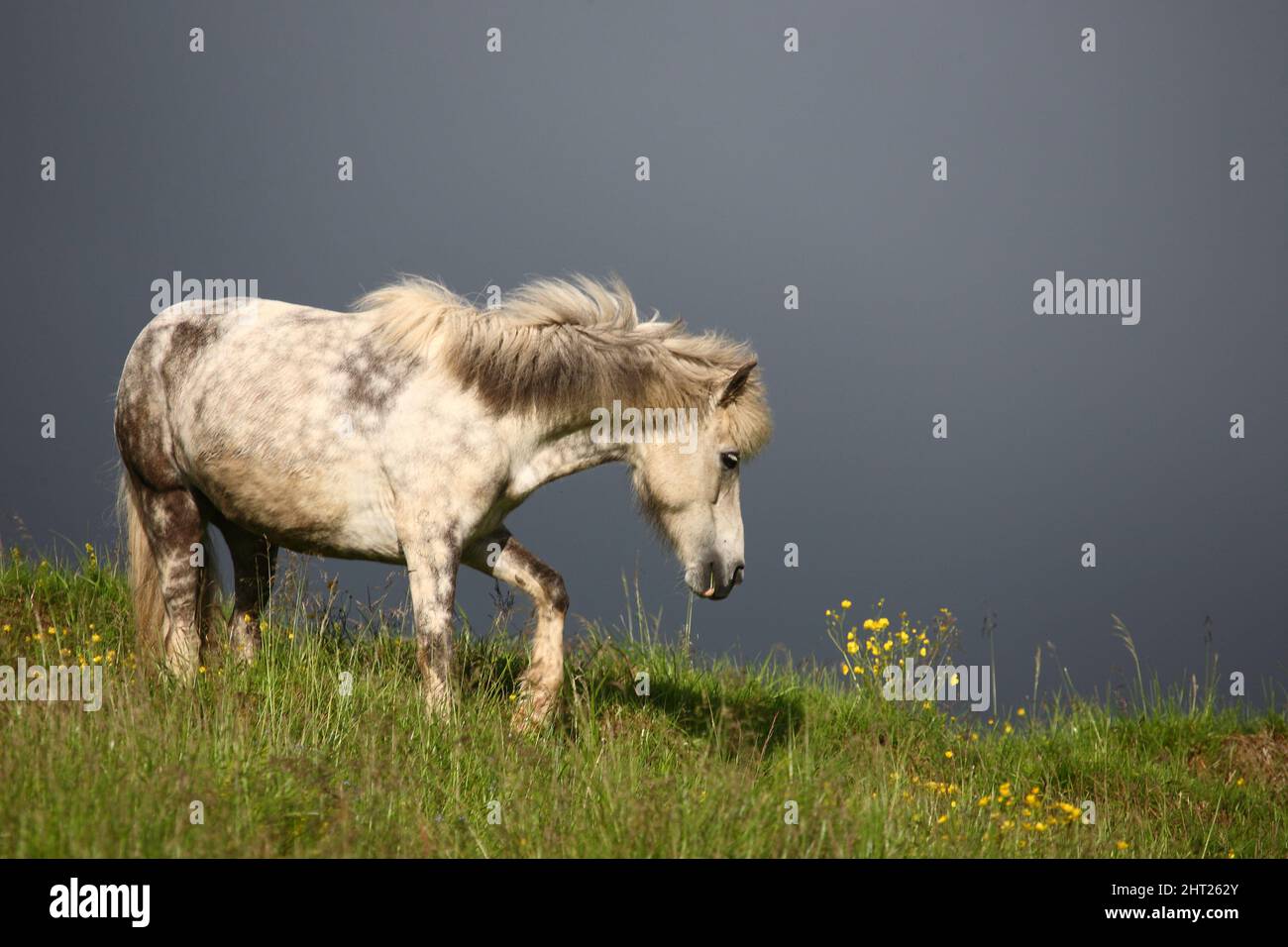 Islandpferd / Icelandic horse / Equus ferus caballus Stock Photo - Alamy