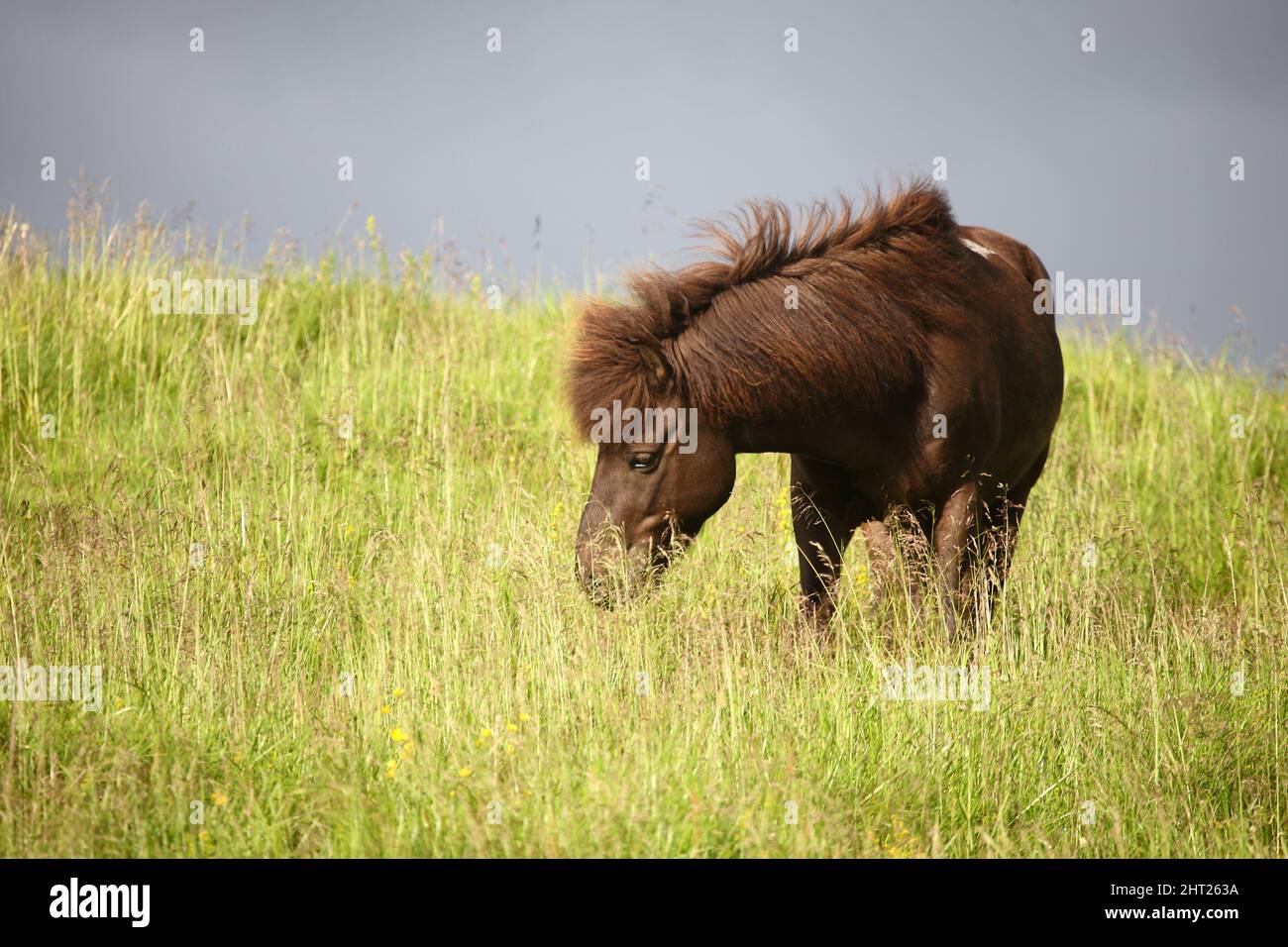 Islandpferd / Icelandic horse / Equus ferus caballus Stock Photo - Alamy