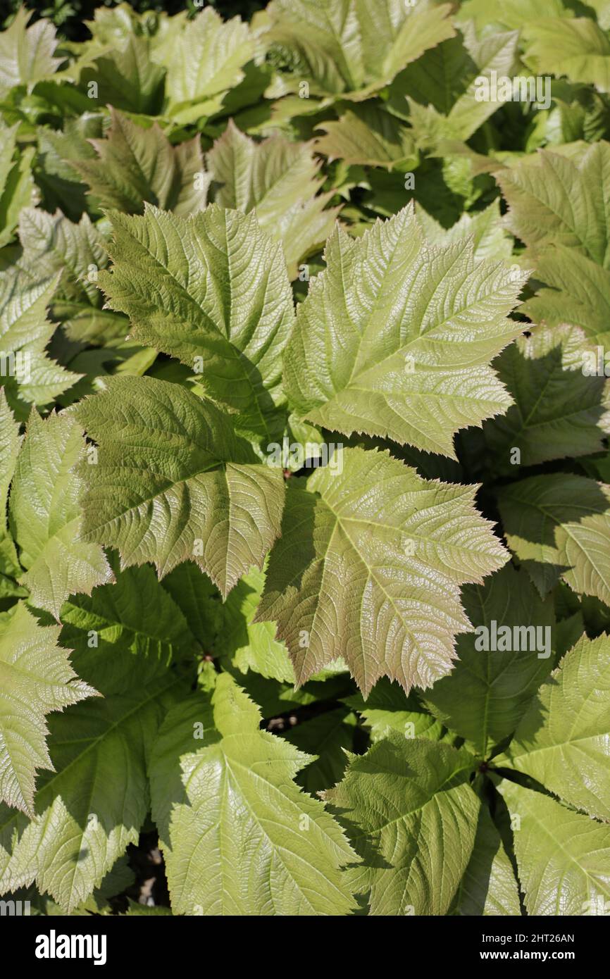 Rodgersia aesculifolia leaves hi-res stock photography and images - Alamy