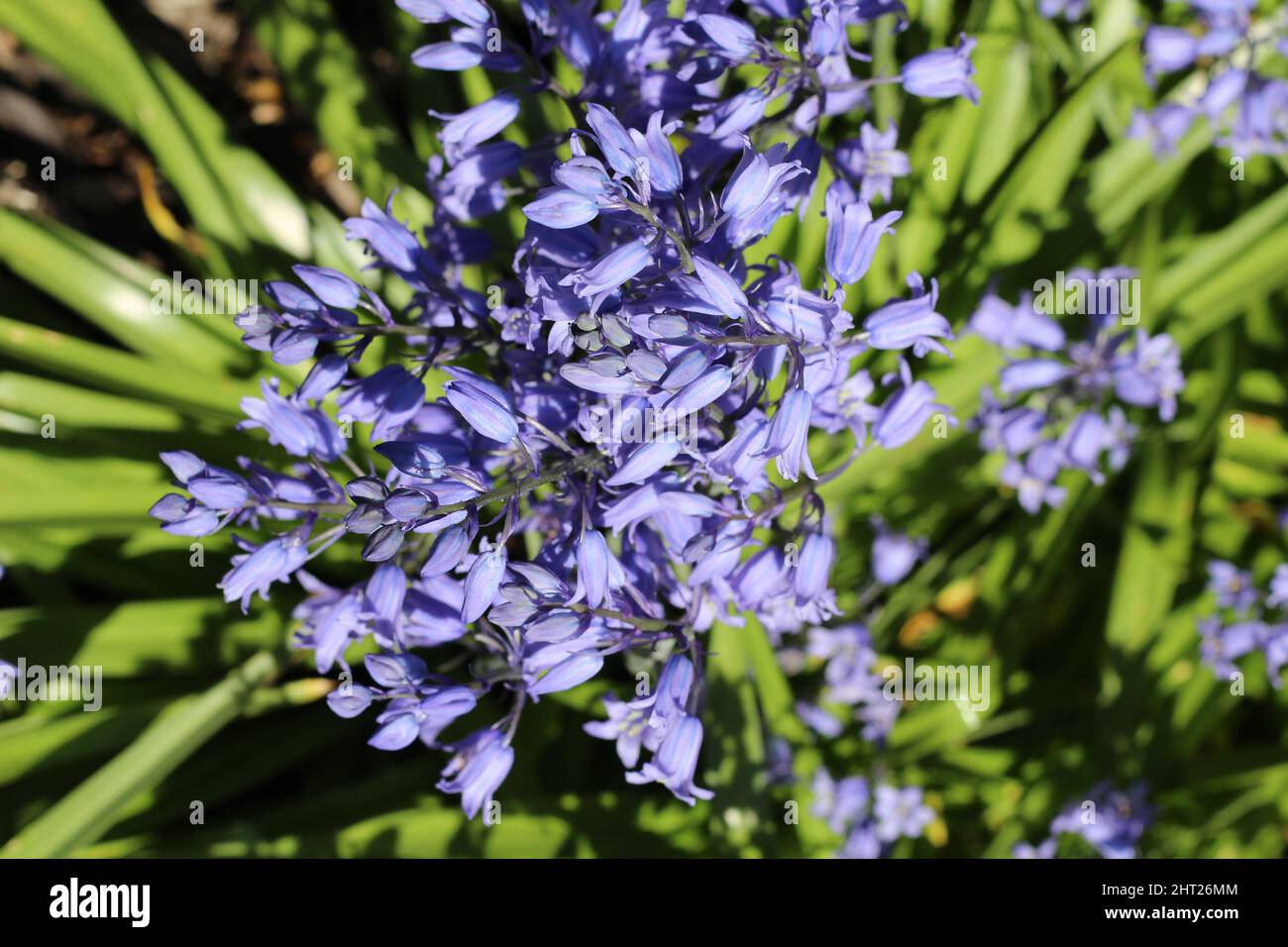 Blue hyacinth flowers under the sunlight Stock Photo - Alamy