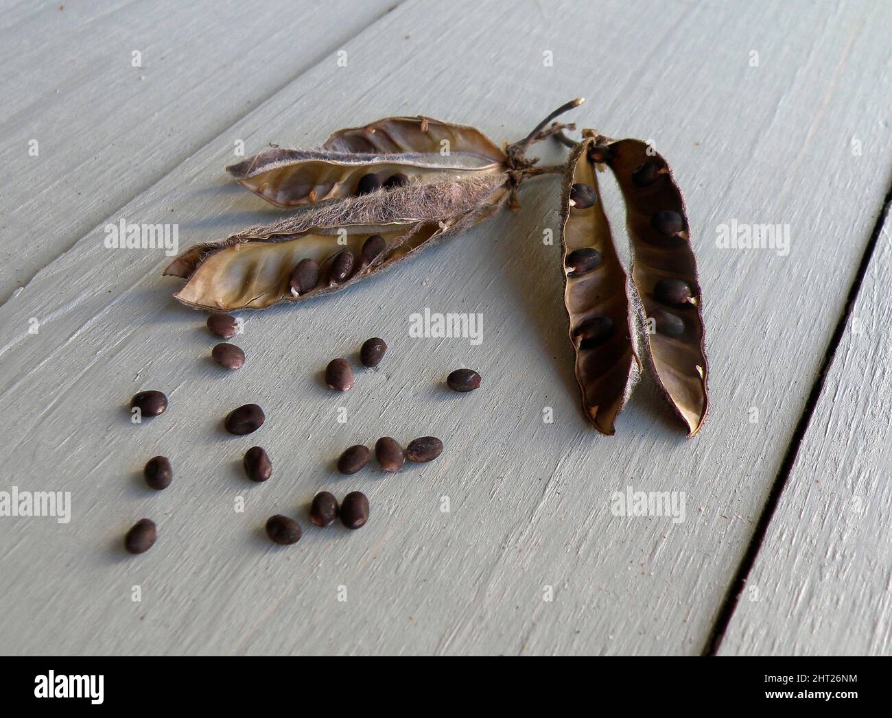 Lupine pods and seeds Stock Photo - Alamy