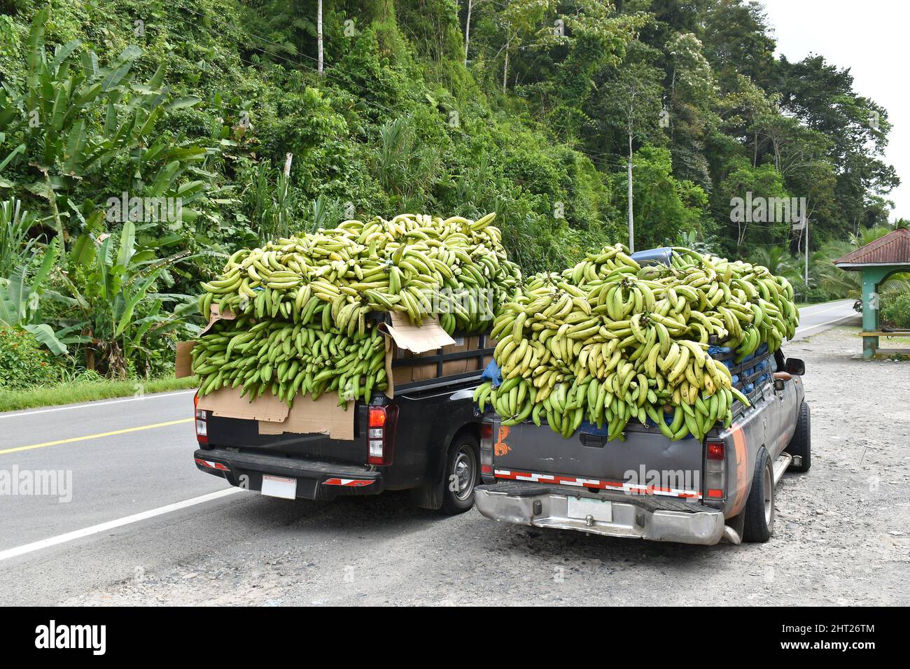 Bananas on a car body, pick-up, agricultural cargo, bunches of bananas ...