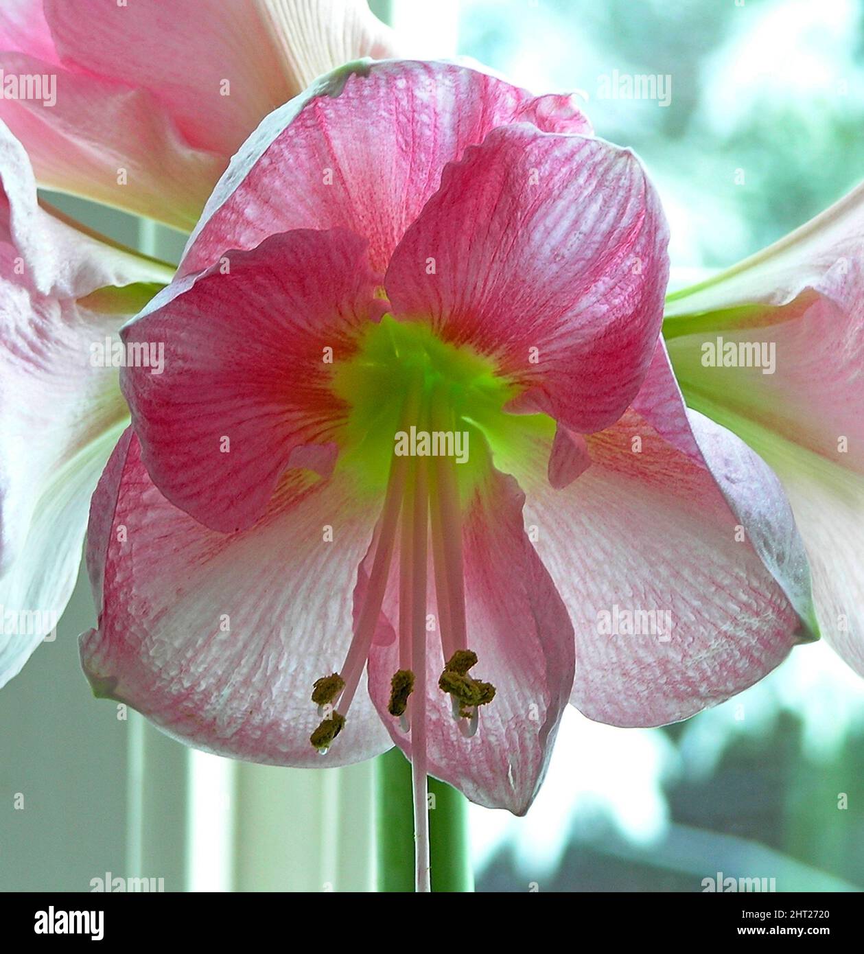 Amaryllis 'Blushing Bride' Stock Photo - Alamy