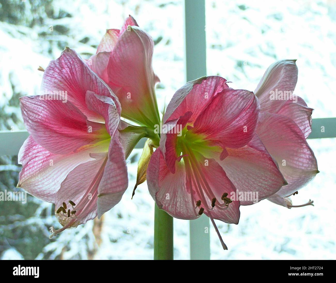 Amaryllis 'Blushing Bride' Stock Photo - Alamy