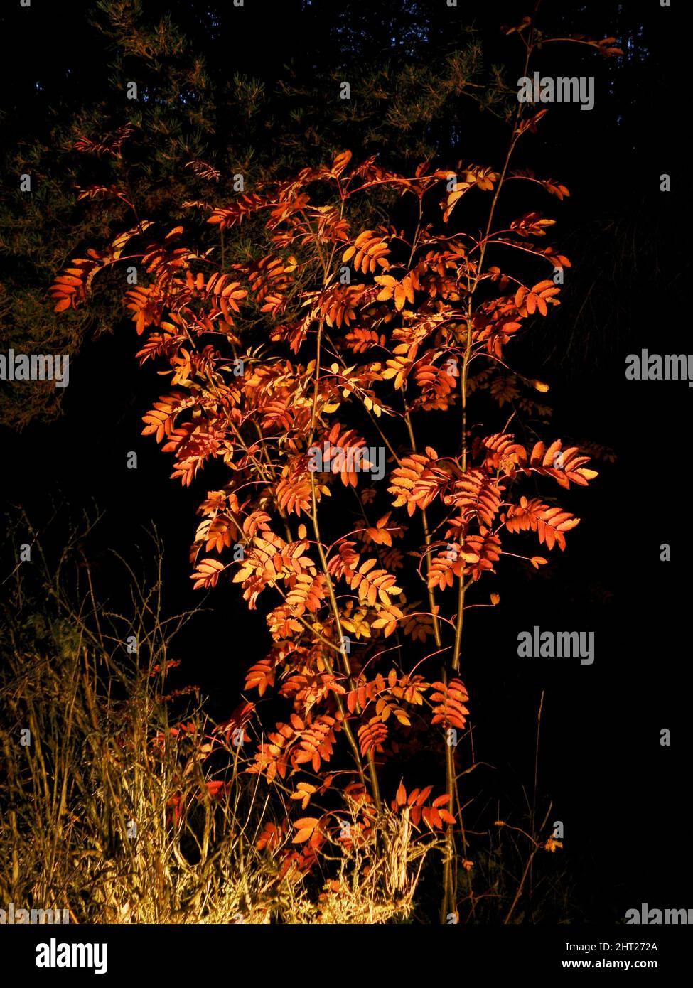 Illuminated rowan in autumn color Stock Photo - Alamy