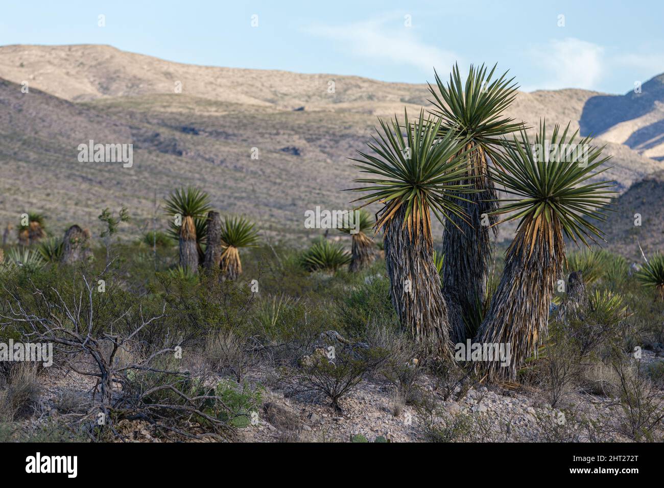 Big bend yucca faxoniana hi-res stock photography and images - Alamy