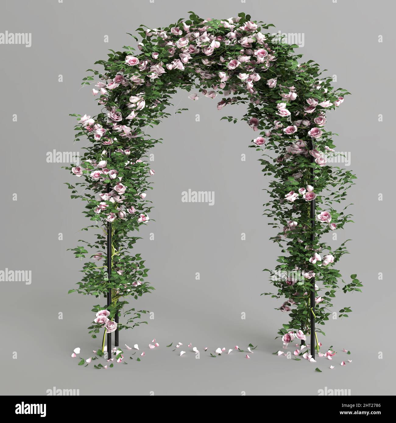 Pink pastel rose arch isolated on dark background, front view Stock ...