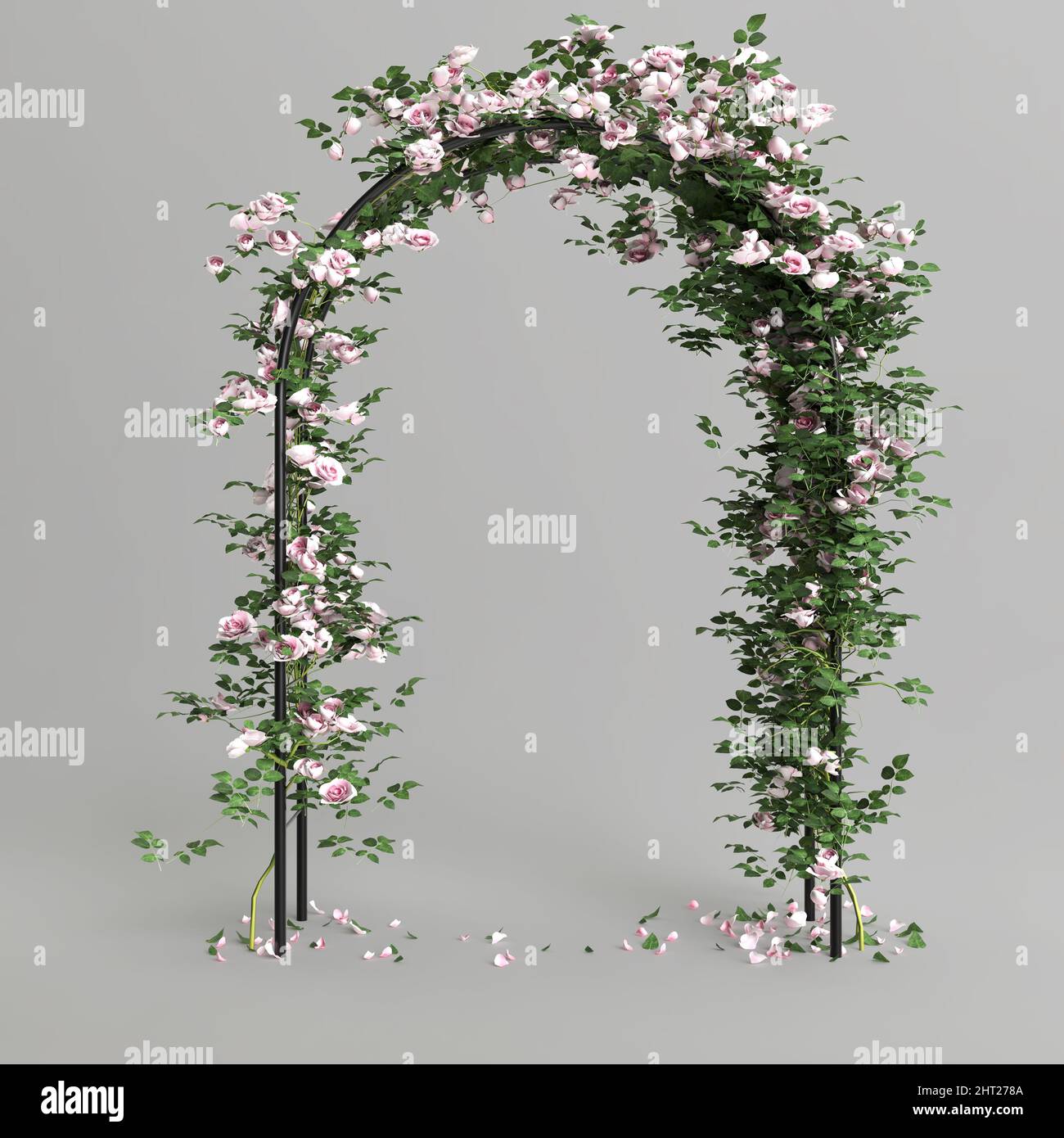 Pink pastel rose arch isolated on monochrome background, front view ...