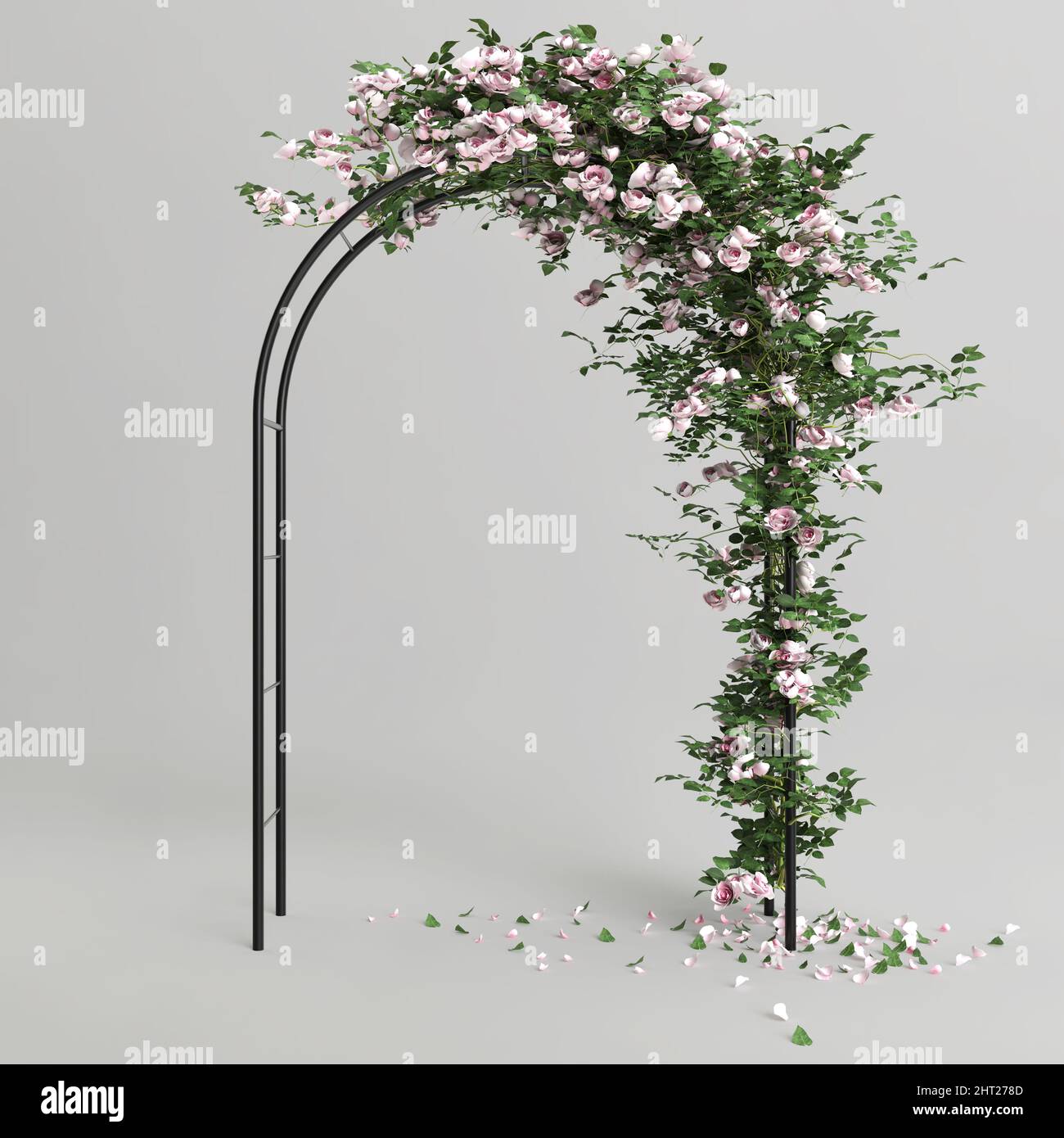 Pink pastel rose arch isolated on gray background, front view Stock ...