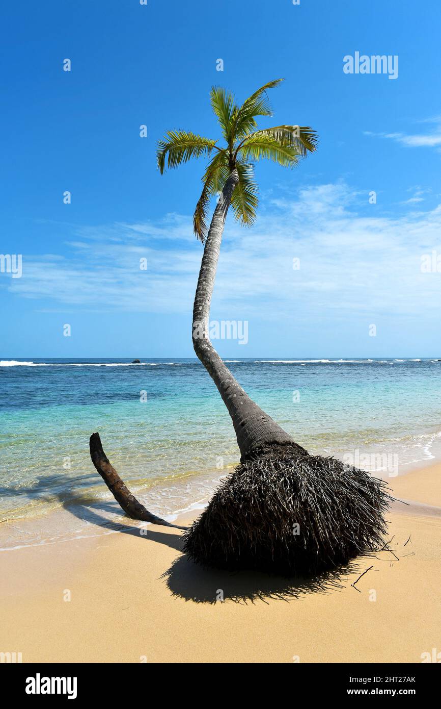 Beautiful beach with palm tree, fine sand, turquoise clear ocean, blue ...