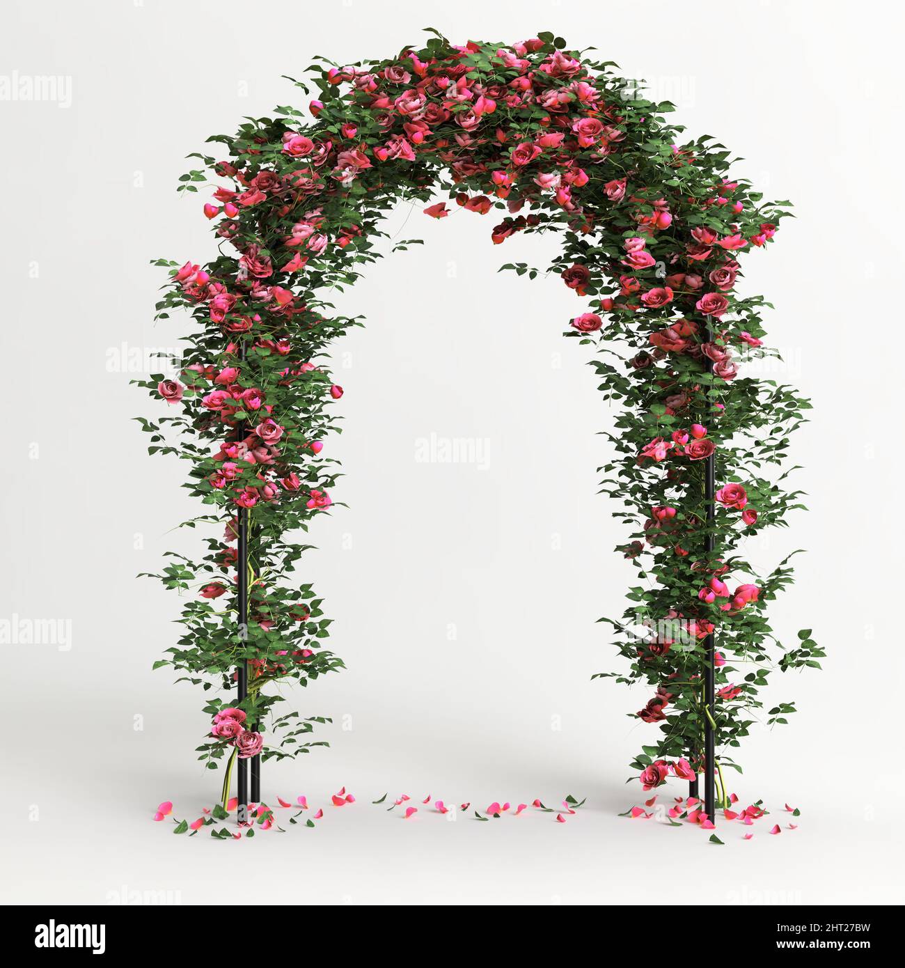 Pink rose arch isolated on monochrome background, front view Stock ...