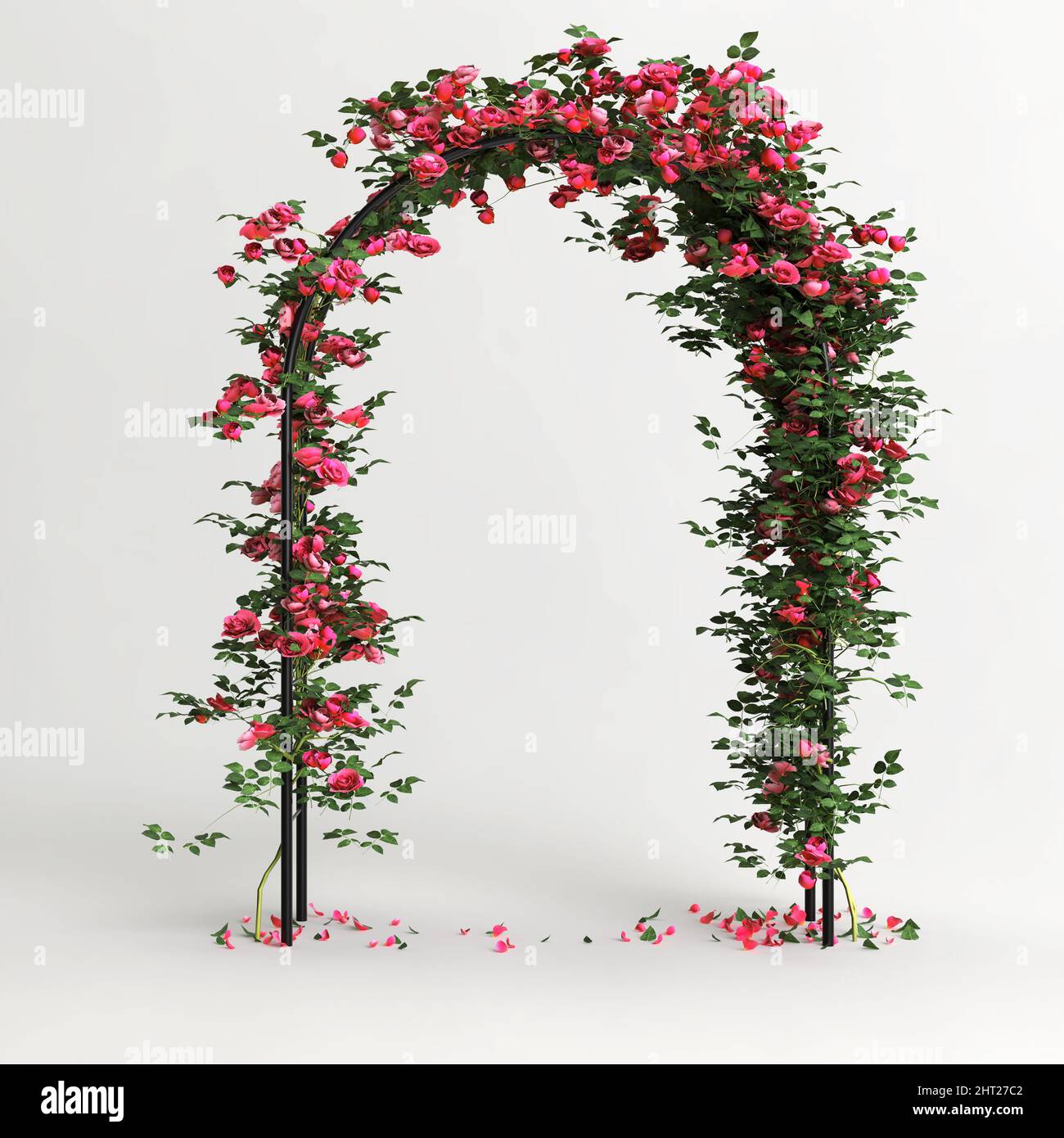 Pink rose arch isolated on light background, front view Stock Photo - Alamy