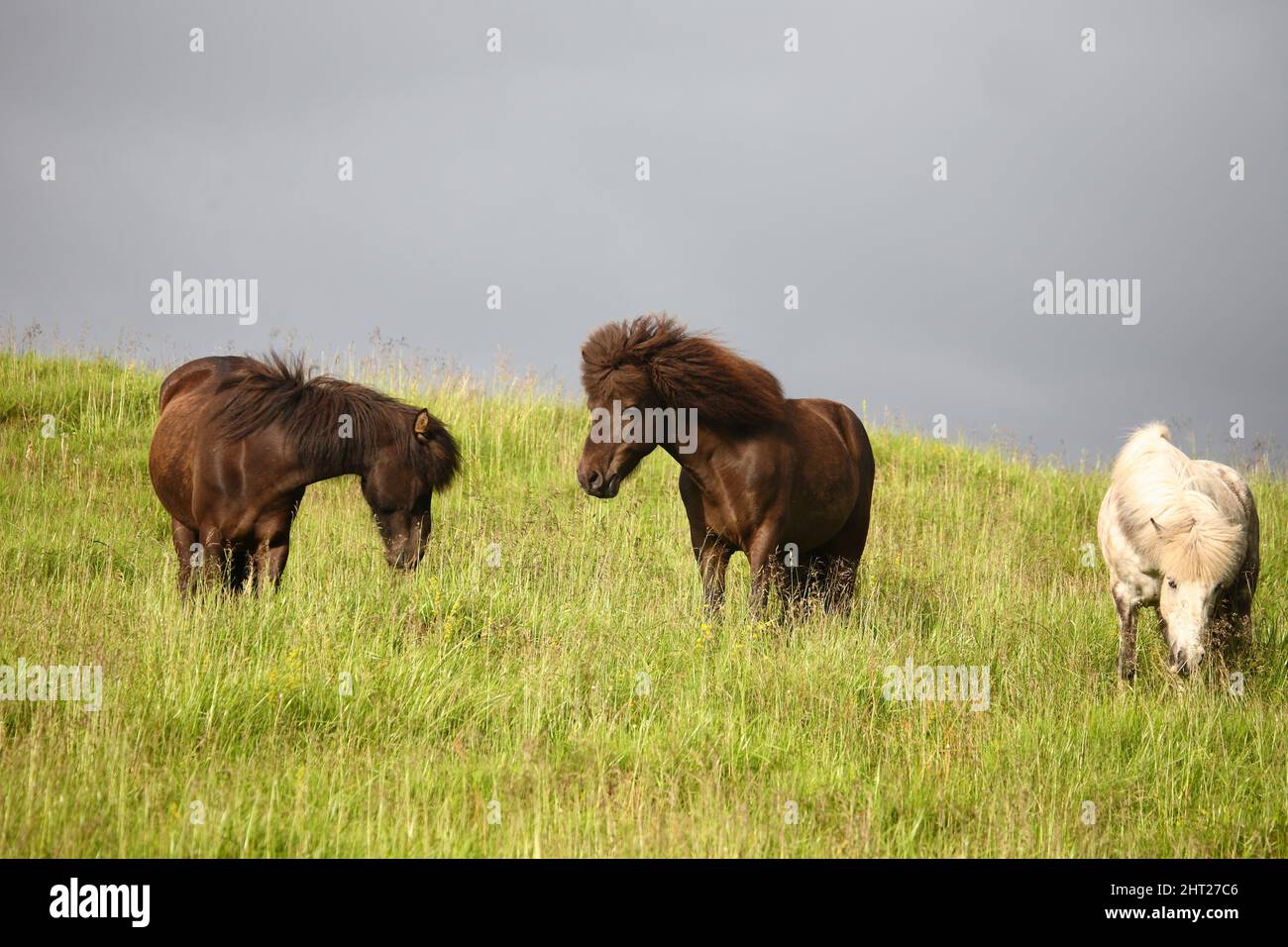 Islandpferd / Icelandic horse / Equus ferus caballus Stock Photo - Alamy