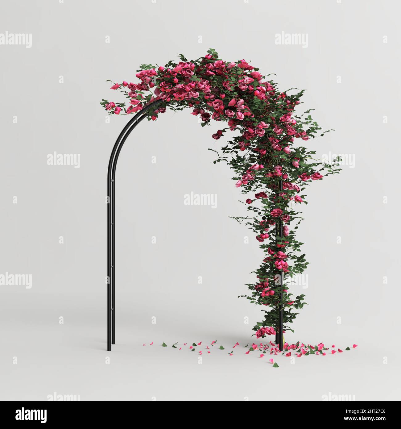 Pink rose arch isolated on white background, front view Stock Photo - Alamy