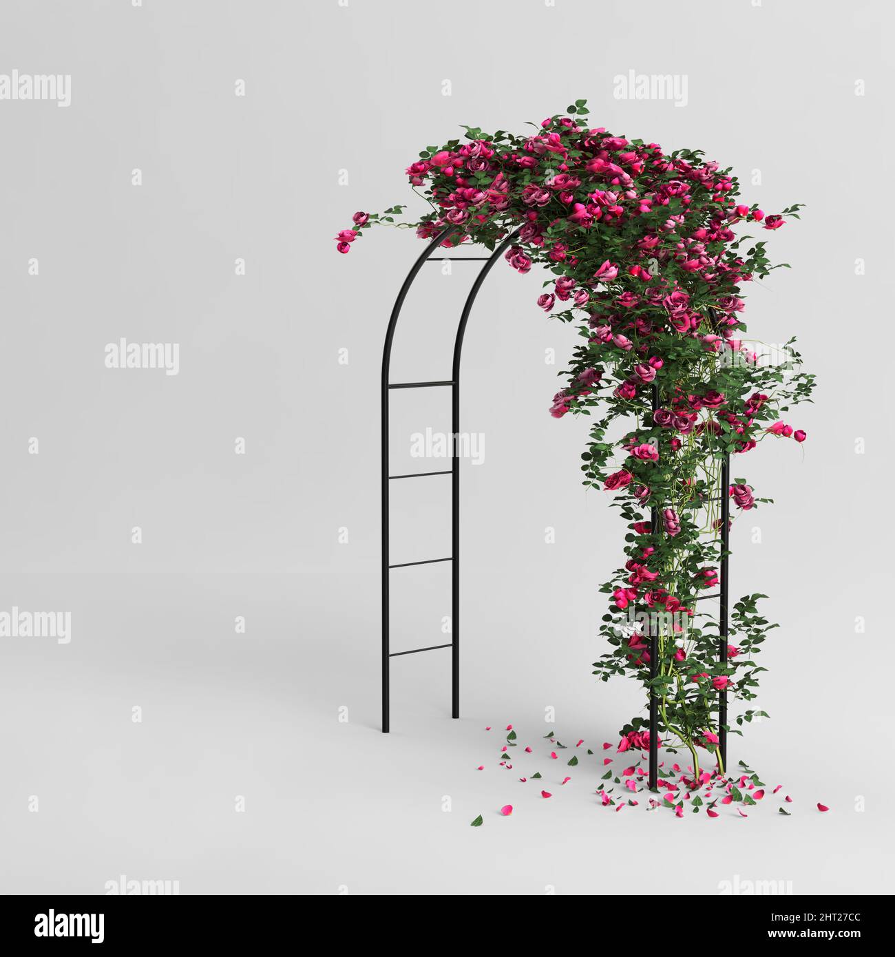 Pink rose arch isolated on white background, oblique view Stock Photo ...