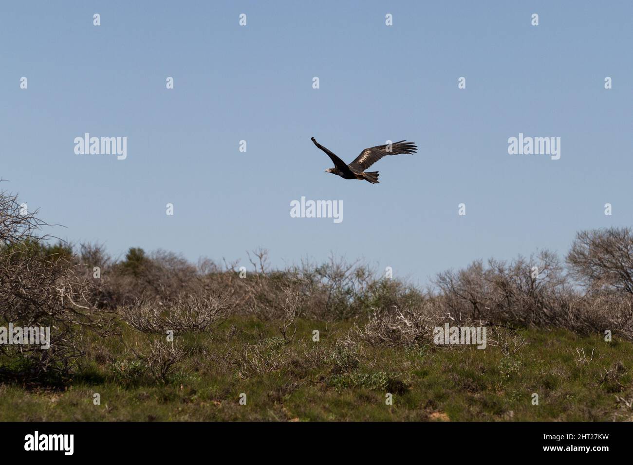 Closeup of an eagle flying in the air Stock Photo - Alamy