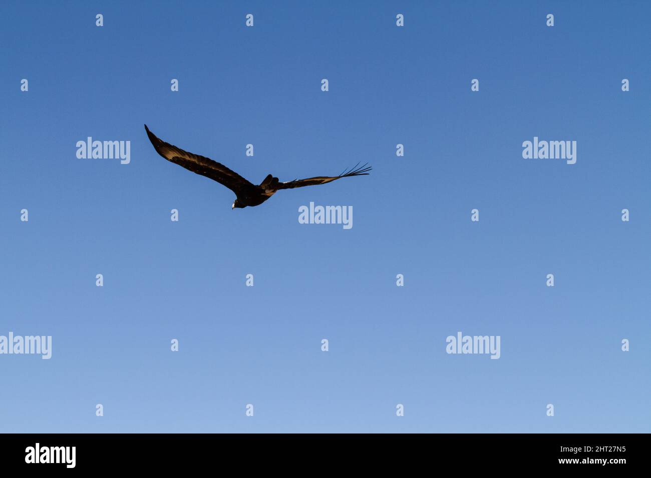 Wedge tailed eagle (Aquila audax) in the bright sky with copy space in ...