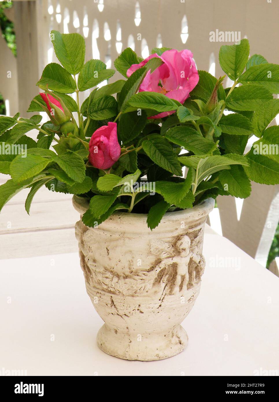 Wres rose hi-res stock photography and images - Alamy