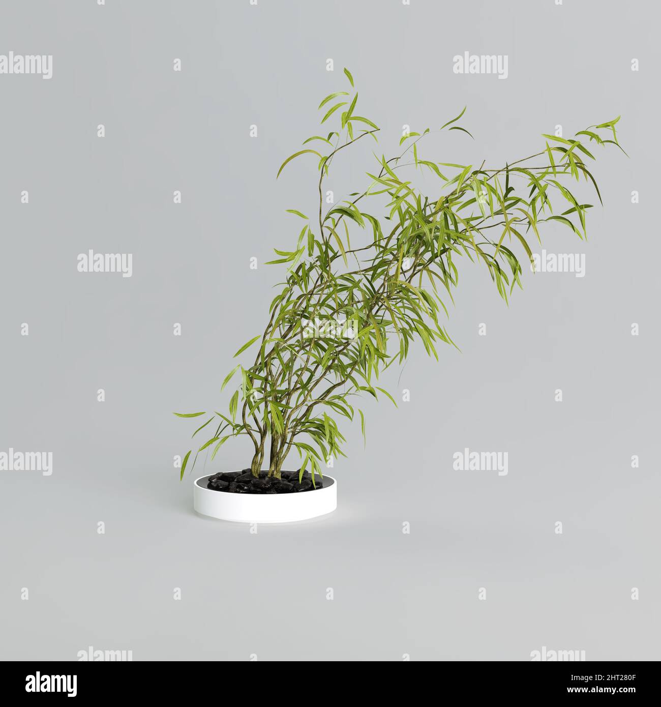 Potted willow tree isolated on gray background, asian tree Stock Photo ...
