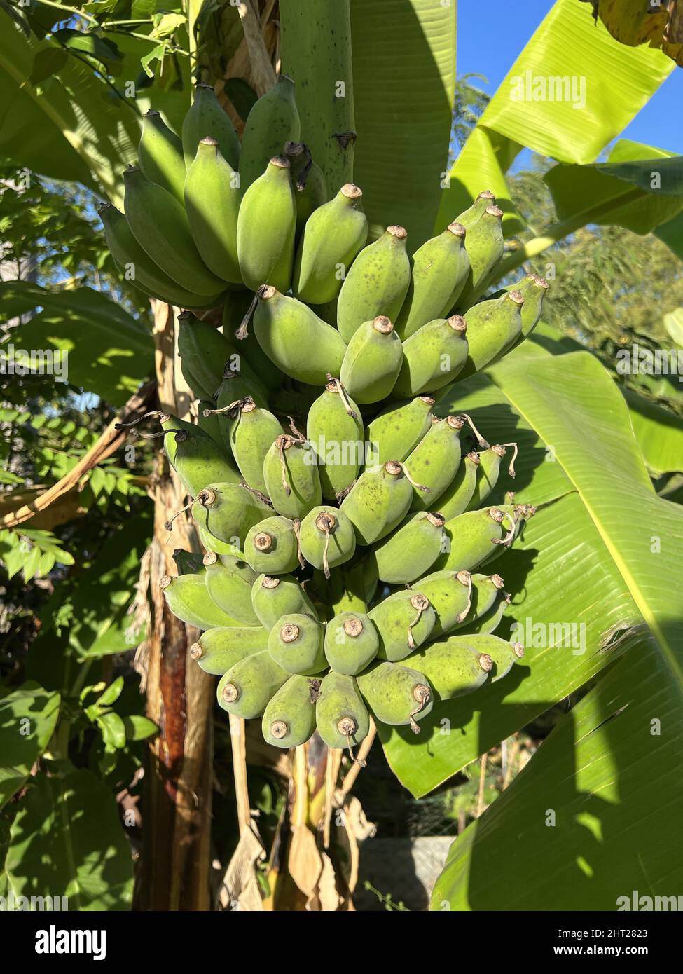 Closeup of a cluster of bananas on a palm tree Stock Photo - Alamy