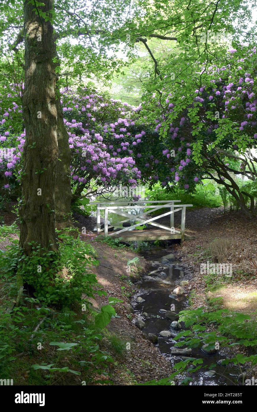 Rhododendron by pridge Stock Photo - Alamy