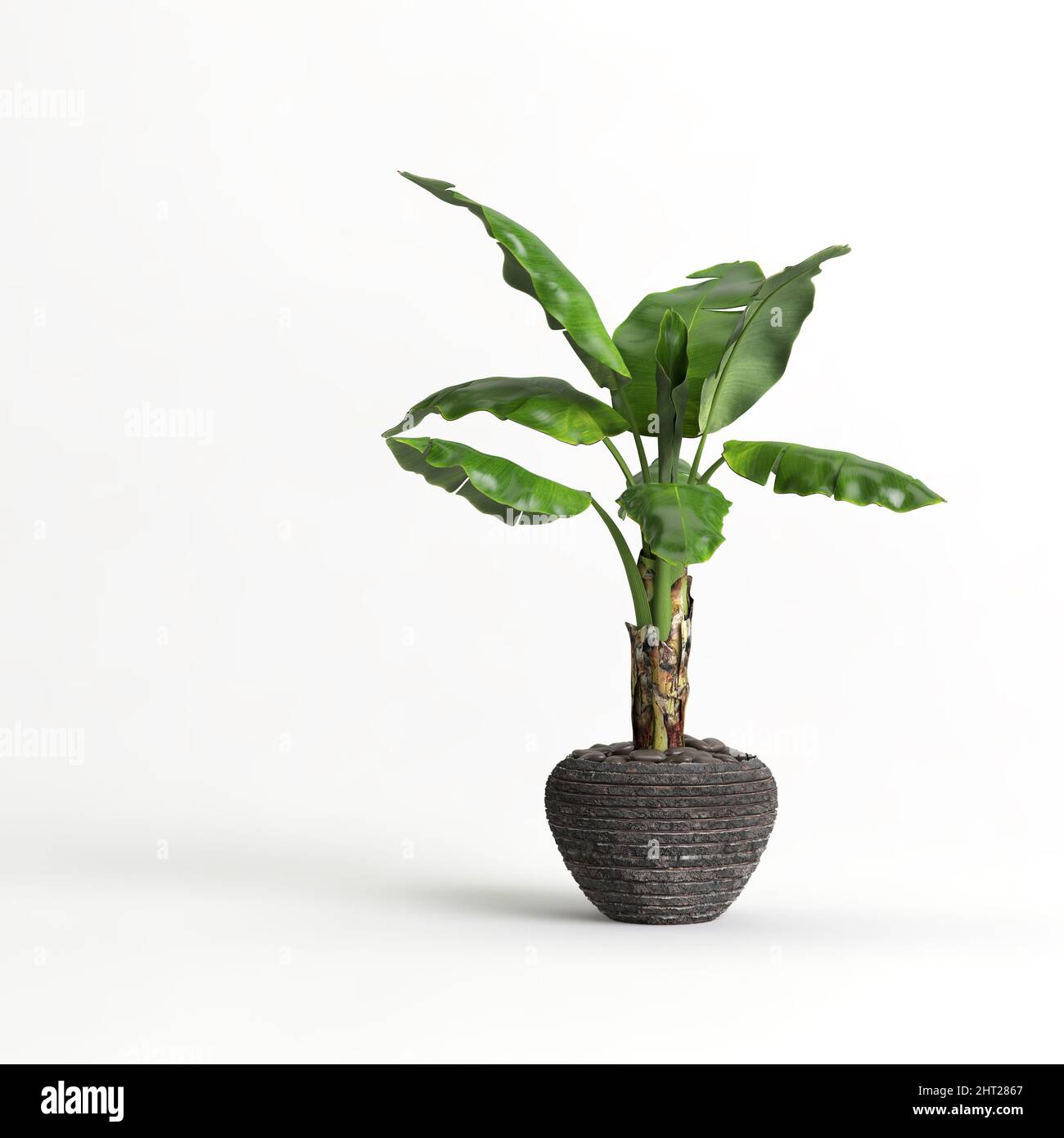 Banana tree in stone pot isolated on white background Stock Photo - Alamy