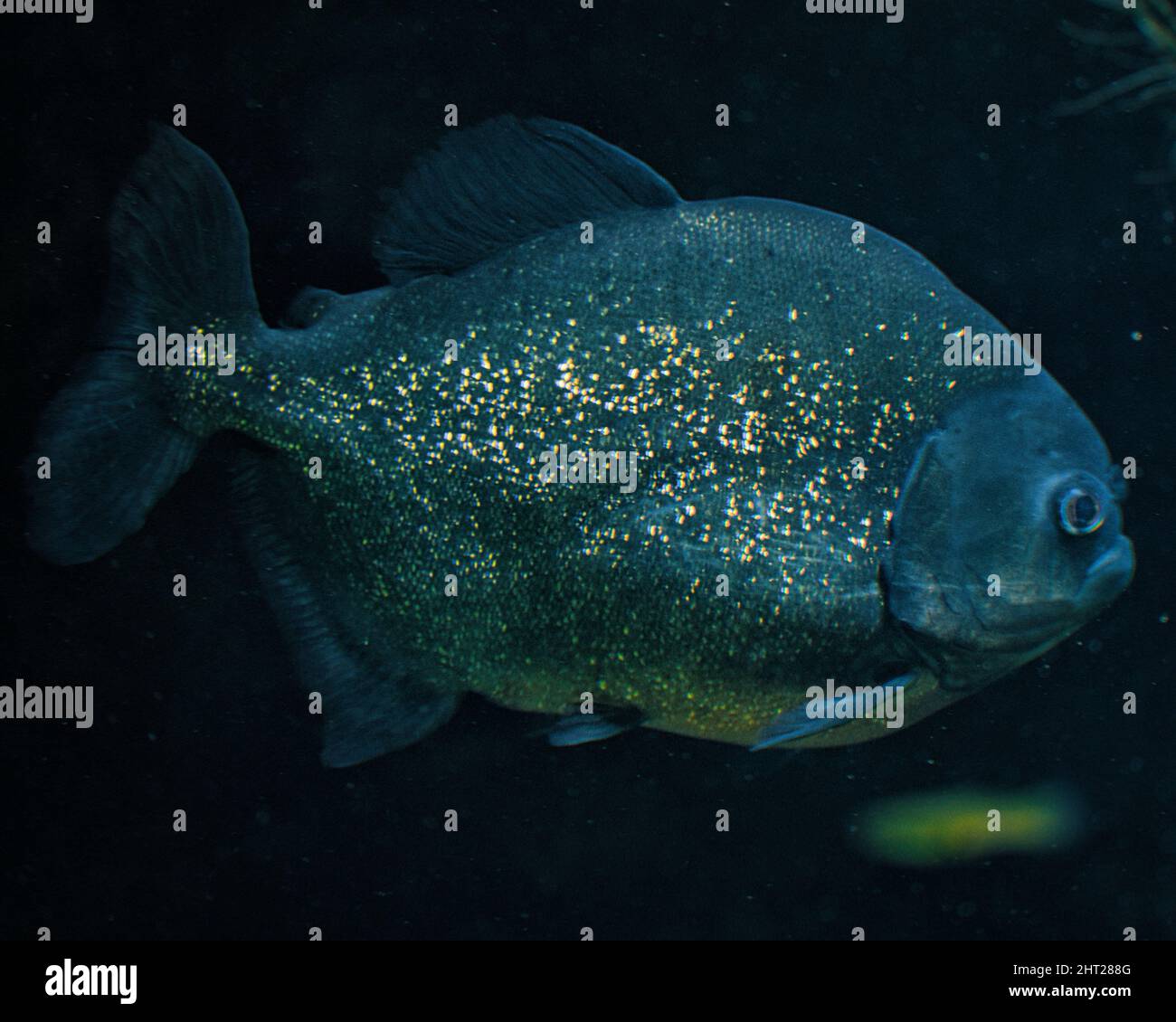 A closeup of a predatory ray-finned fish Stock Photo - Alamy