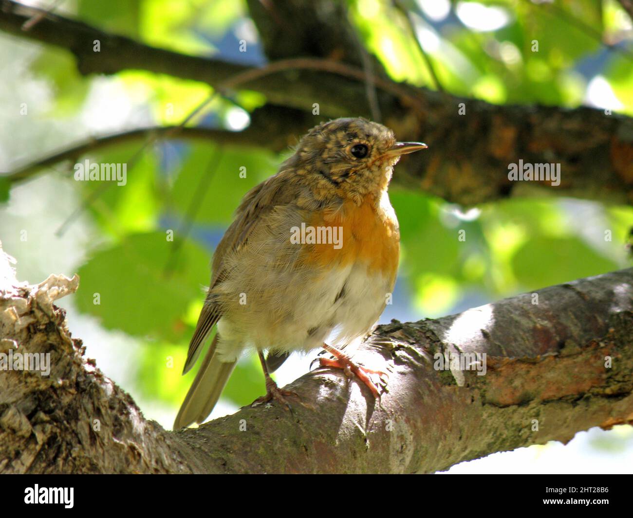 Young robin bird hi-res stock photography and images - Alamy