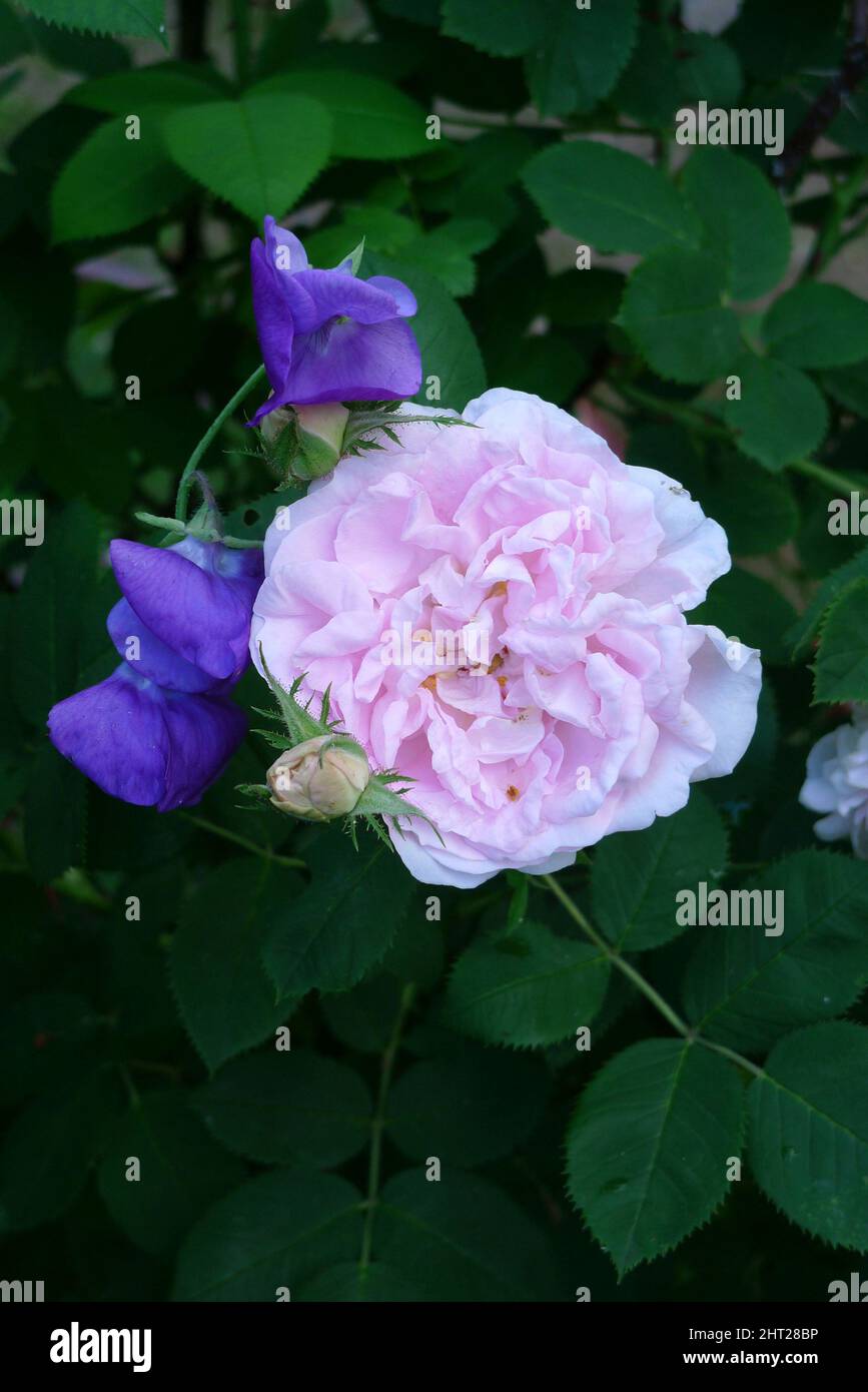 Sweet Pea 'Royal' and the Rose 'Maidens Blush' Stock Photo - Alamy
