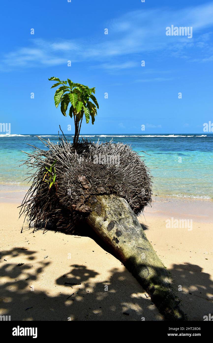 Beautiful beach with fine sand, turquoise clear ocean, blue sky with ...