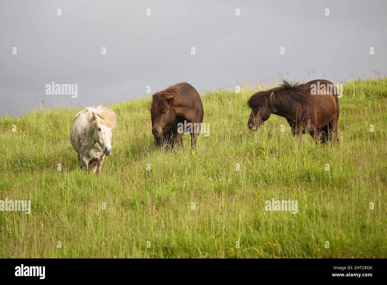 Islandpferd / Icelandic horse / Equus ferus caballus Stock Photo - Alamy