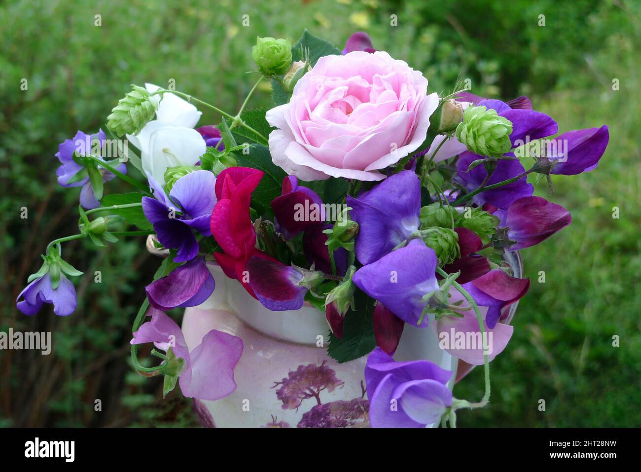 Purple sweet peas hi-res stock photography and images - Alamy