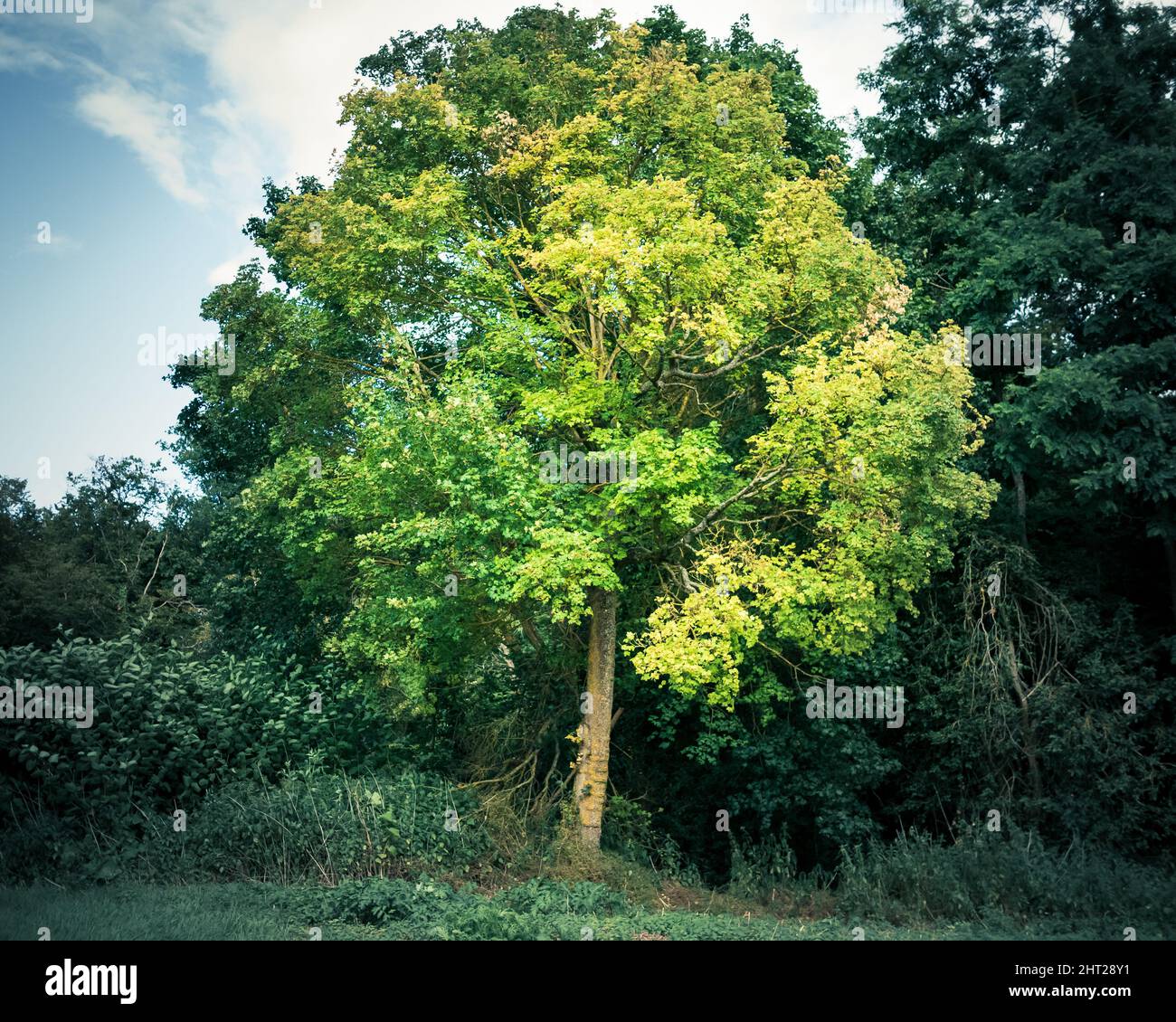 Green tree in a forest Stock Photo - Alamy