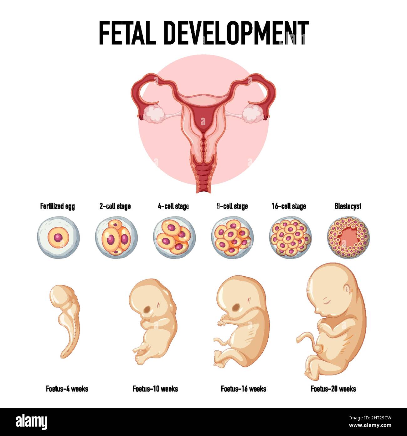 Human embryonic development in human infographic illustration Stock ...