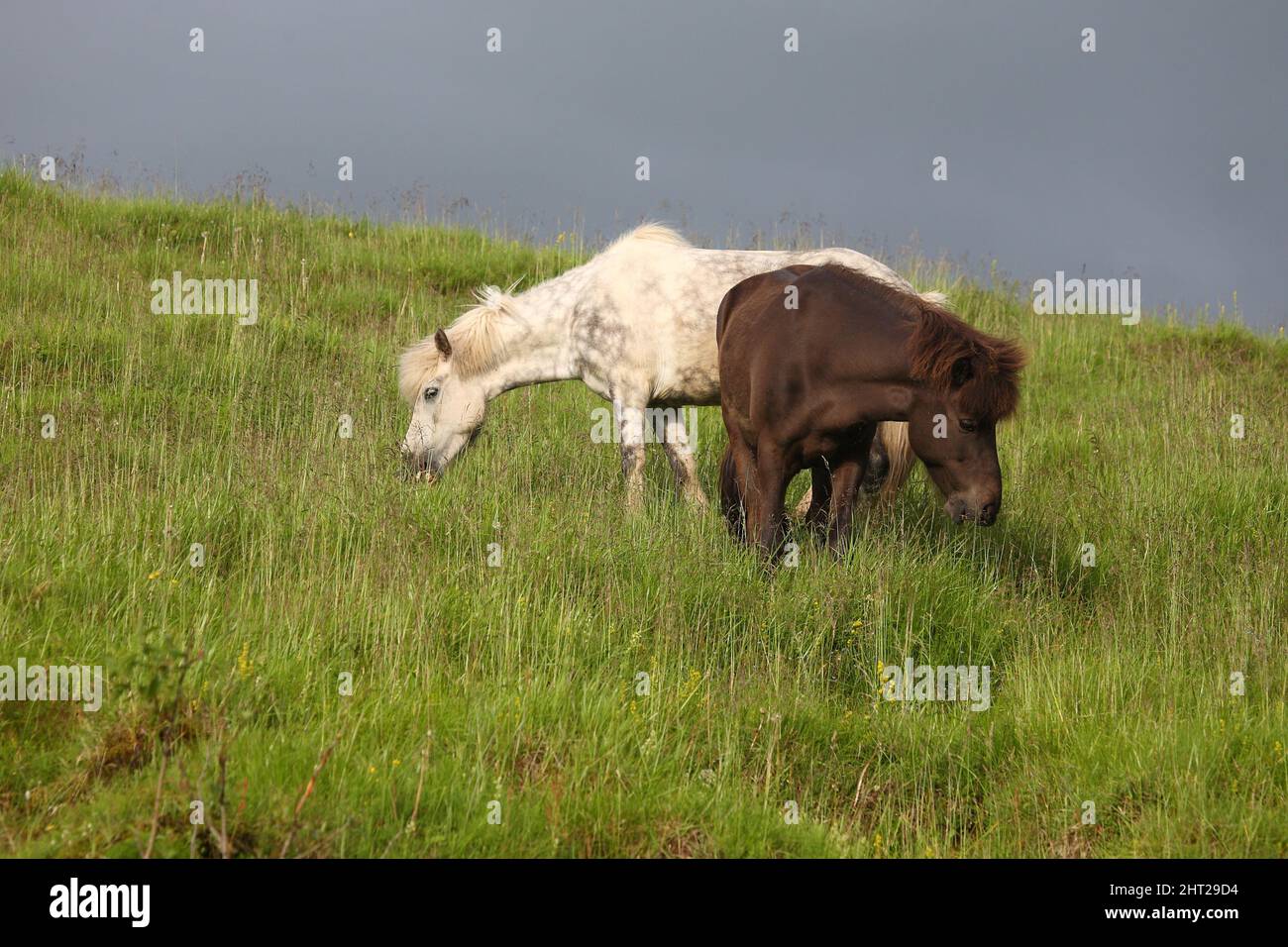 Islandpferd / Icelandic horse / Equus ferus caballus Stock Photo - Alamy