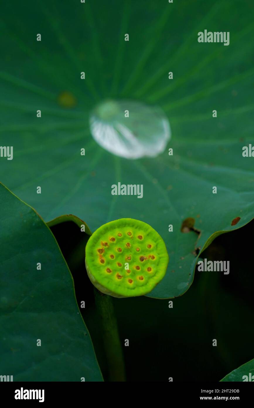 Vertical shot of the leaf and the stem of a lotus Stock Photo - Alamy