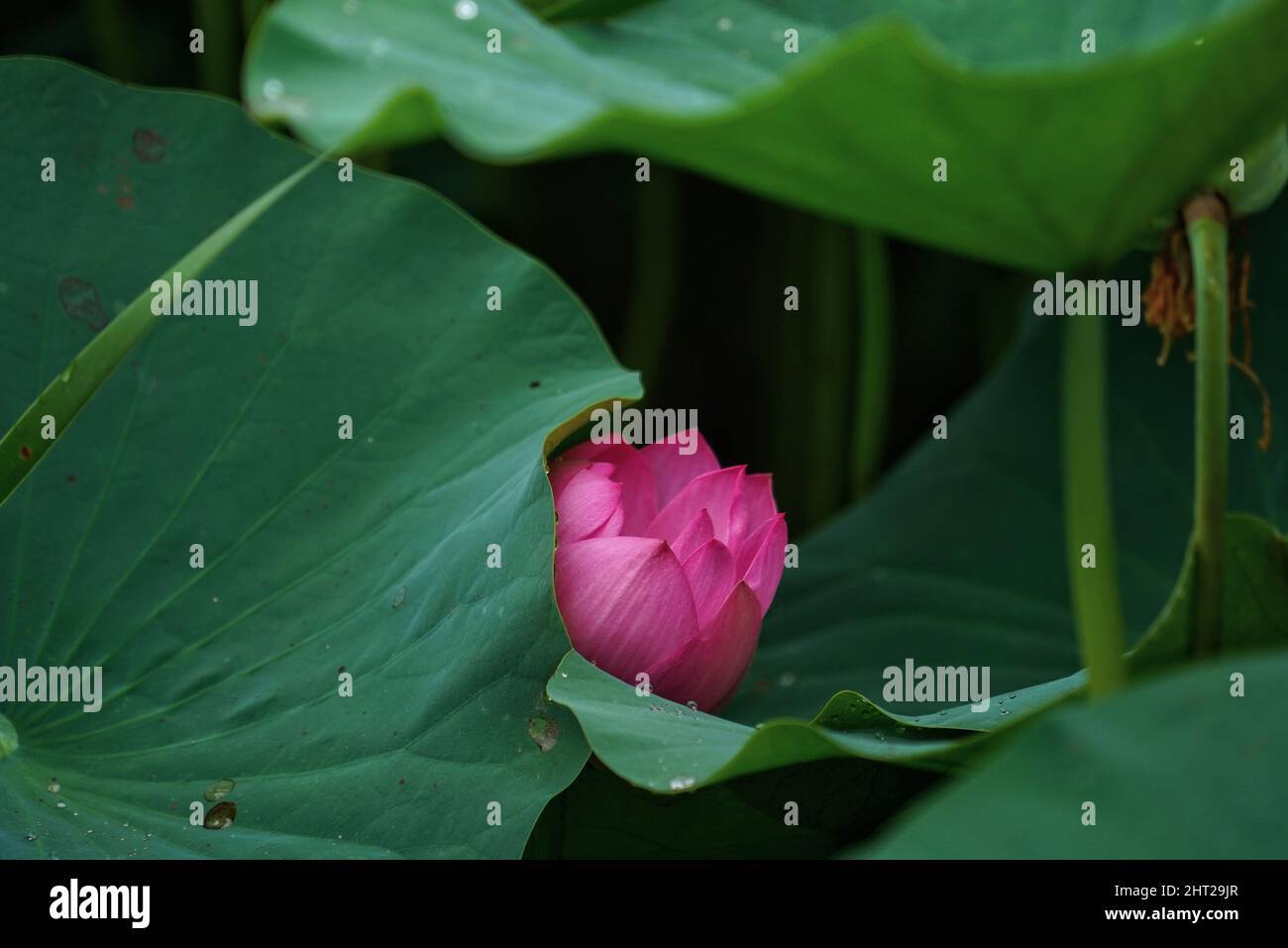 Closeup through leaves of a beautiful pink lotus flower opening-up in ...